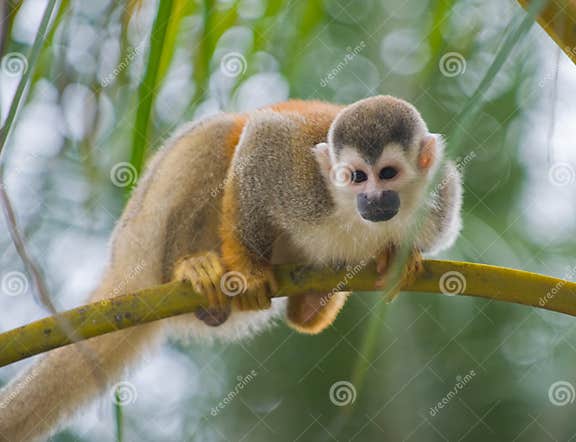 Squirrel monkey stock image. Image of manuel, central - 14033017