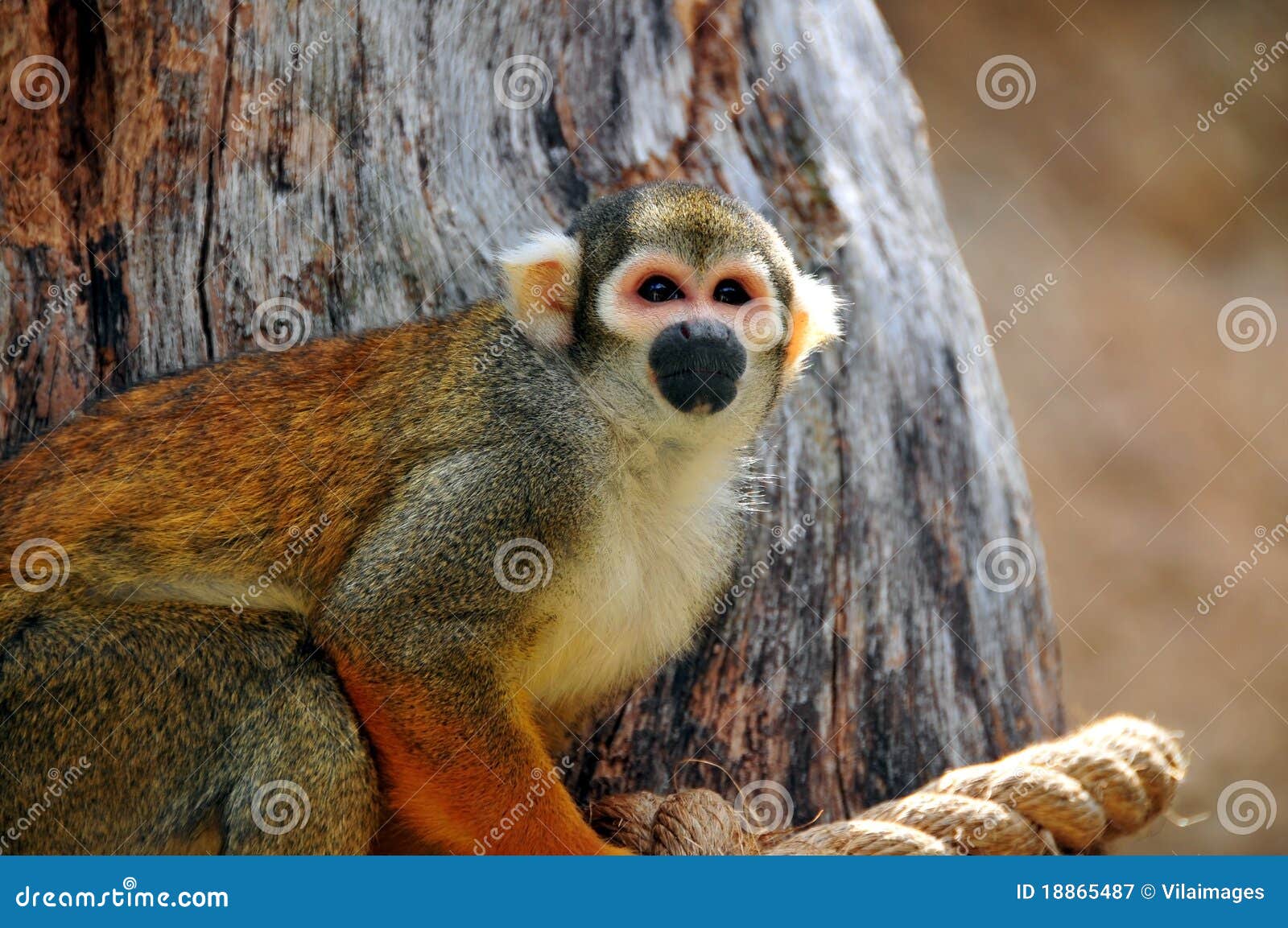 Squirrel Monkey at a Local Zoo. Stock Image - Image of attention, eyes ...