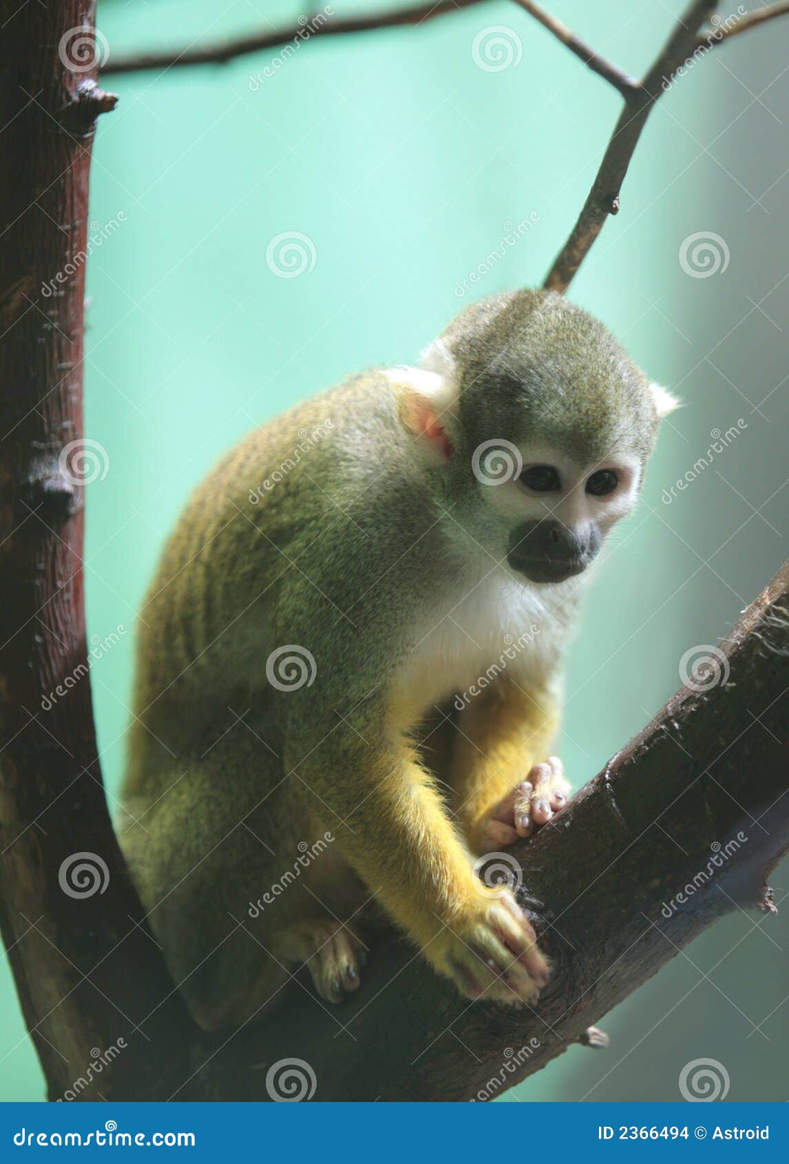 Squirrel Monkey stock photo. Image of exotic, beast, jungle - 2366494