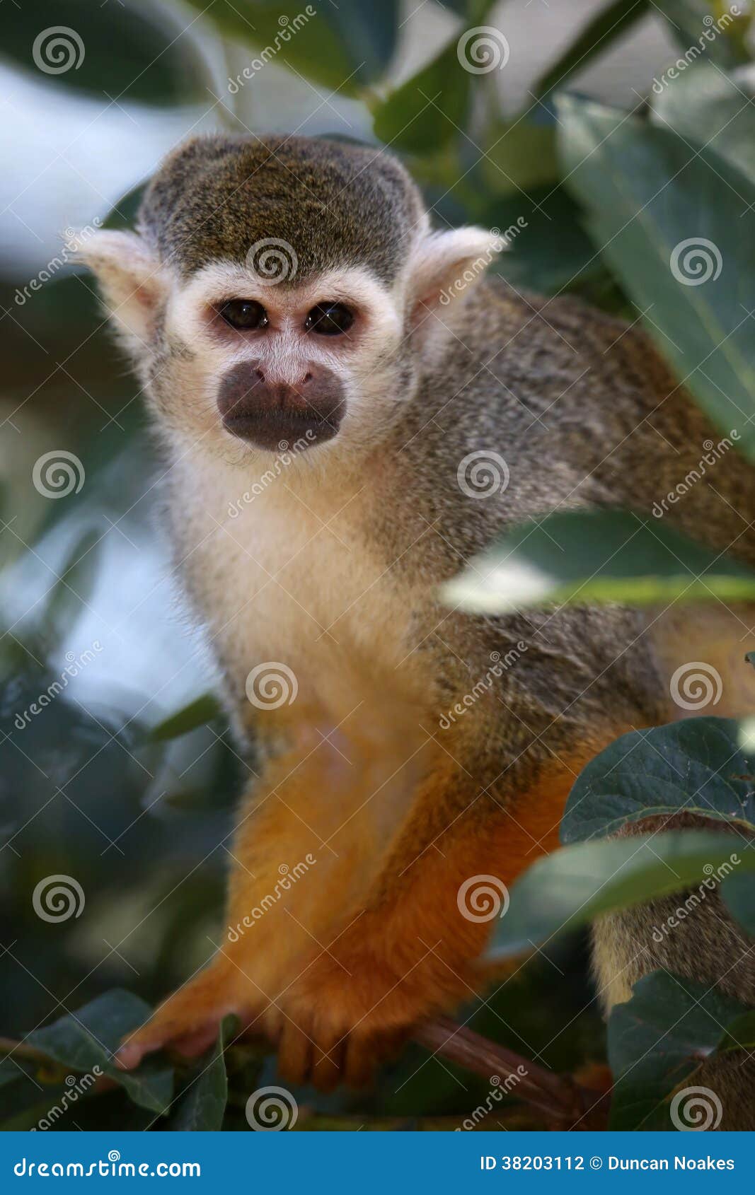 Squirrel Monkey stock photo. Image of tree, cute, climbing - 38203112