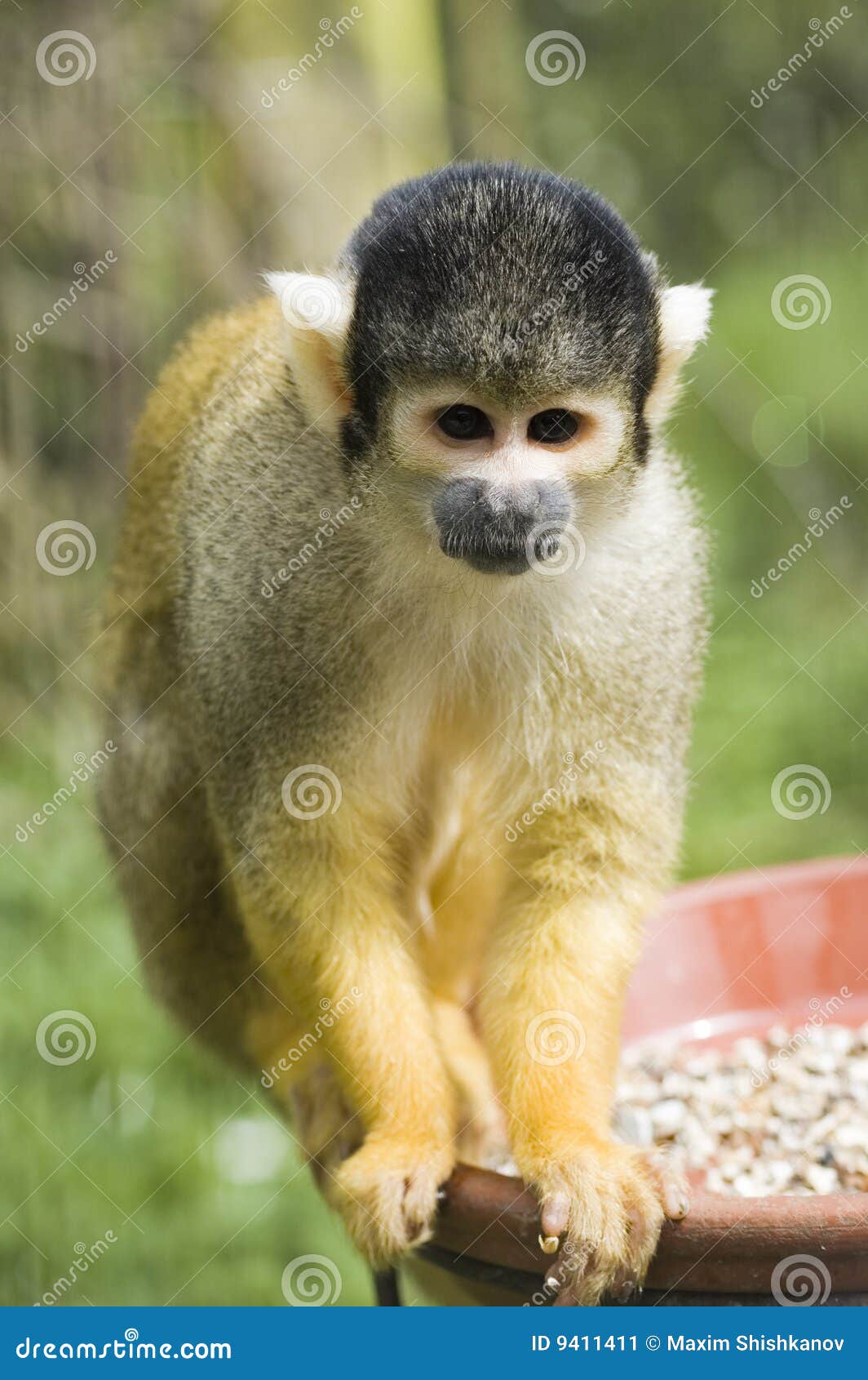 Squirrel monkey stock image. Image of africa, rica, pretty - 9411411