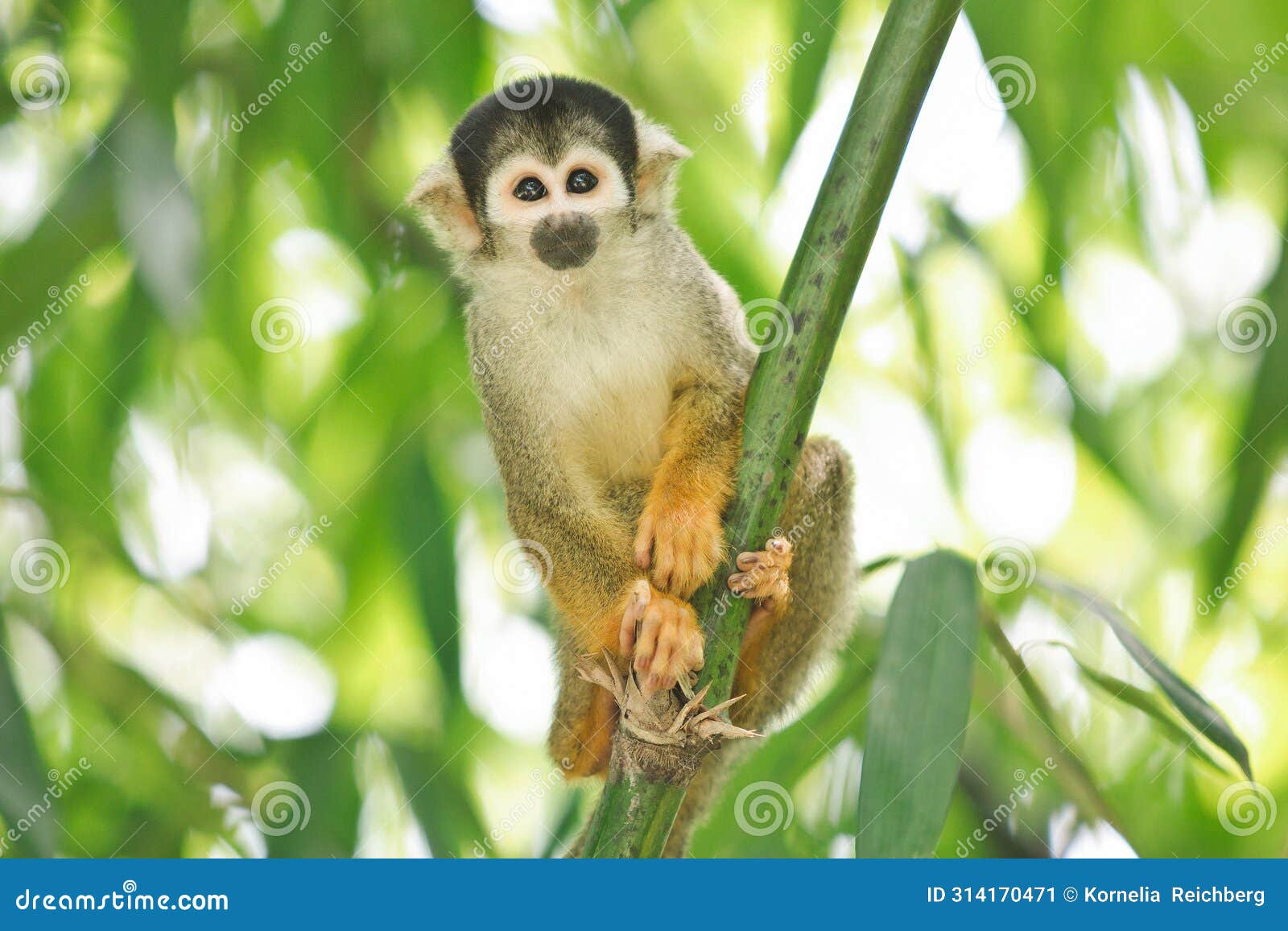 Squirrel Monkey in the Amazon Jungle, Peru Stock Image - Image of ...
