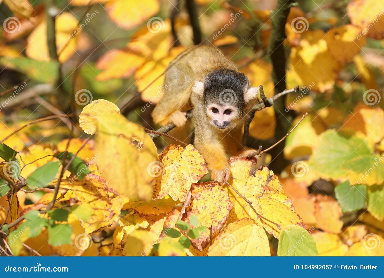 Squirrel Monkey with Autumn Colored Background Stock Image - Image of ...