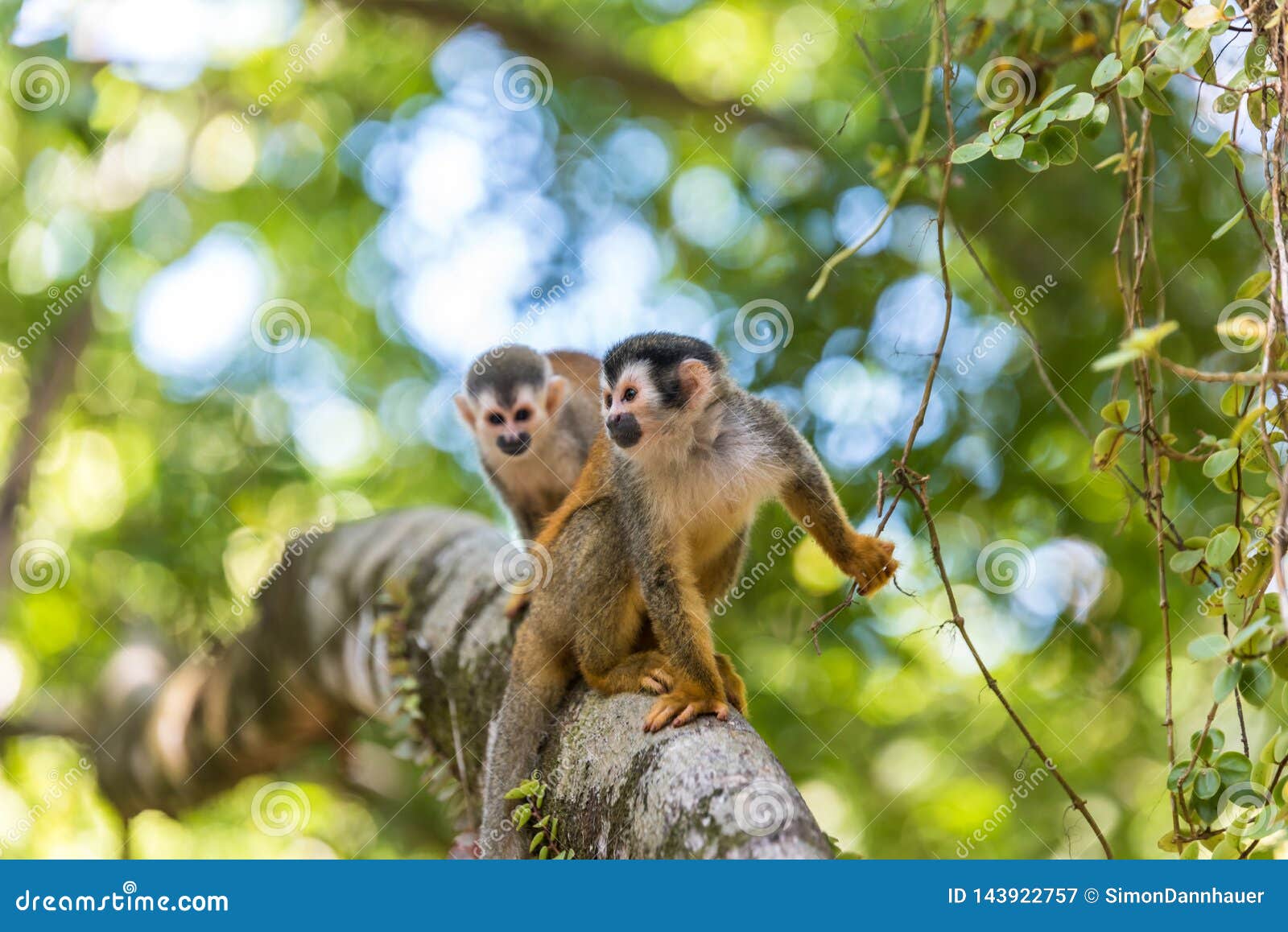 Squirrel Monkey on Branch of Tree - Animals in Wilderness Stock Image ...