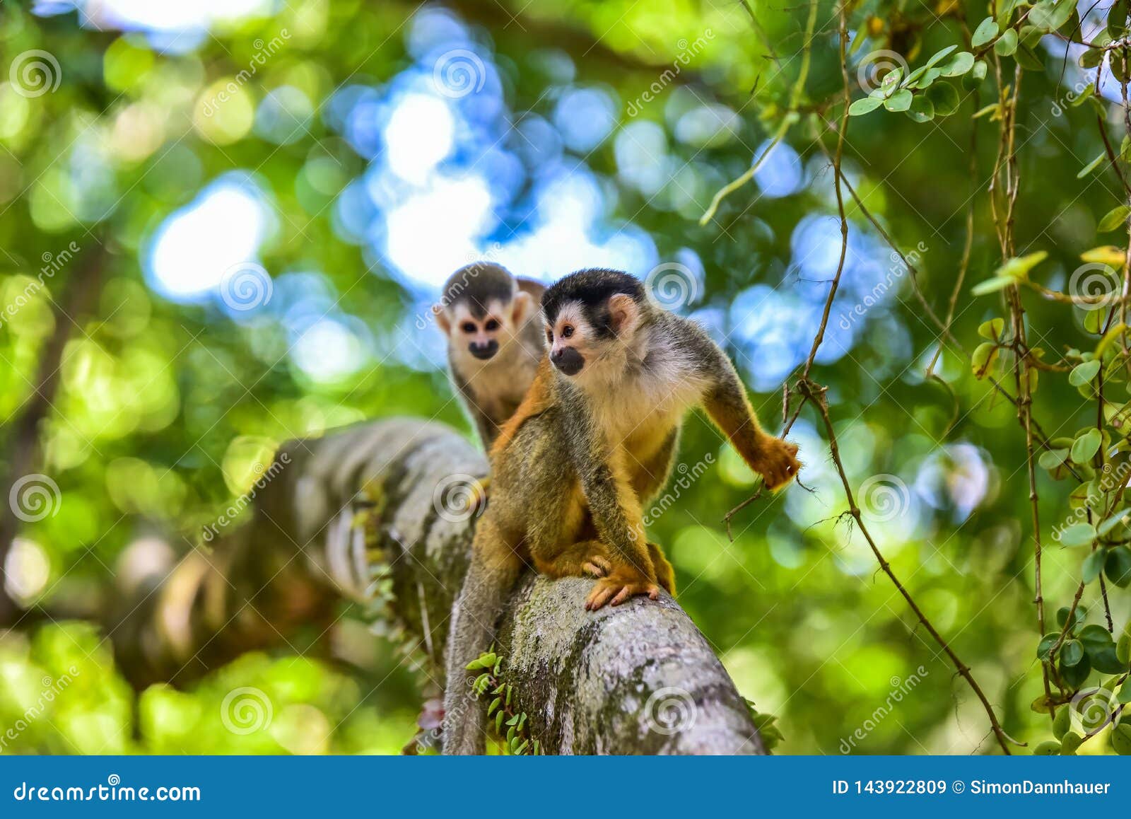 Squirrel Monkey on Branch of Tree - Animals in Wilderness Stock Image ...