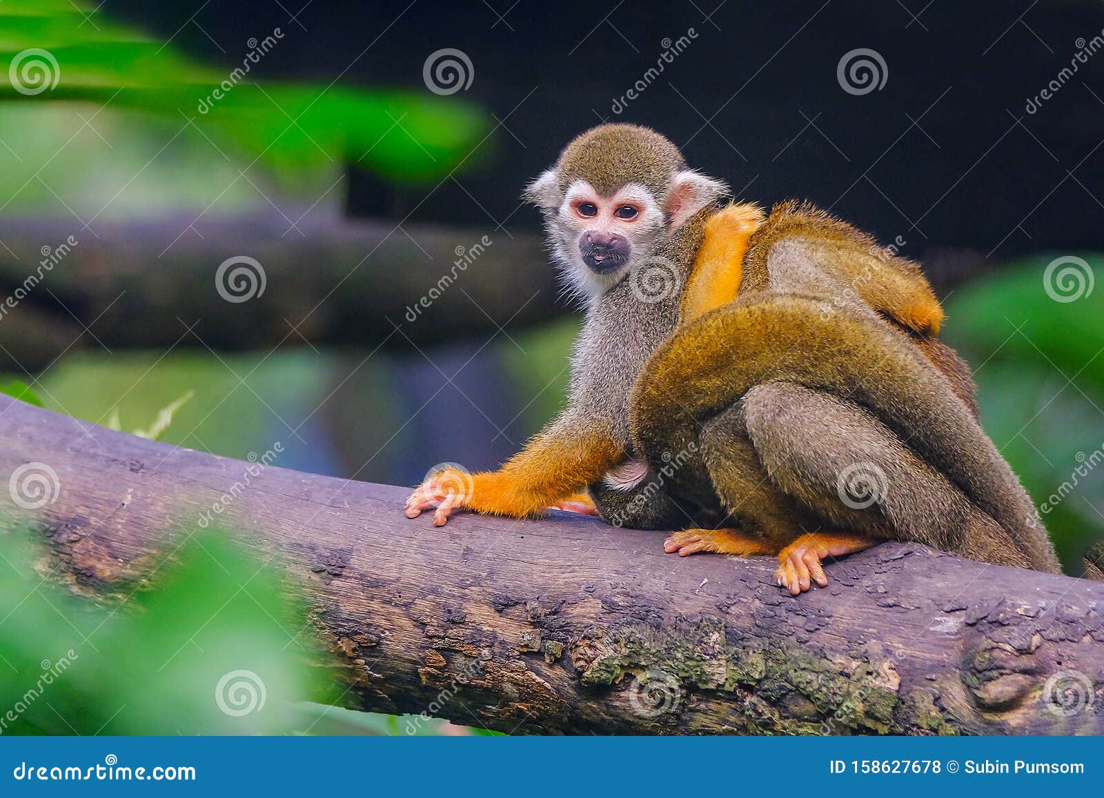 Squirrel Monkey on Branch of Tree Animals in Wilderness Stock Photo ...
