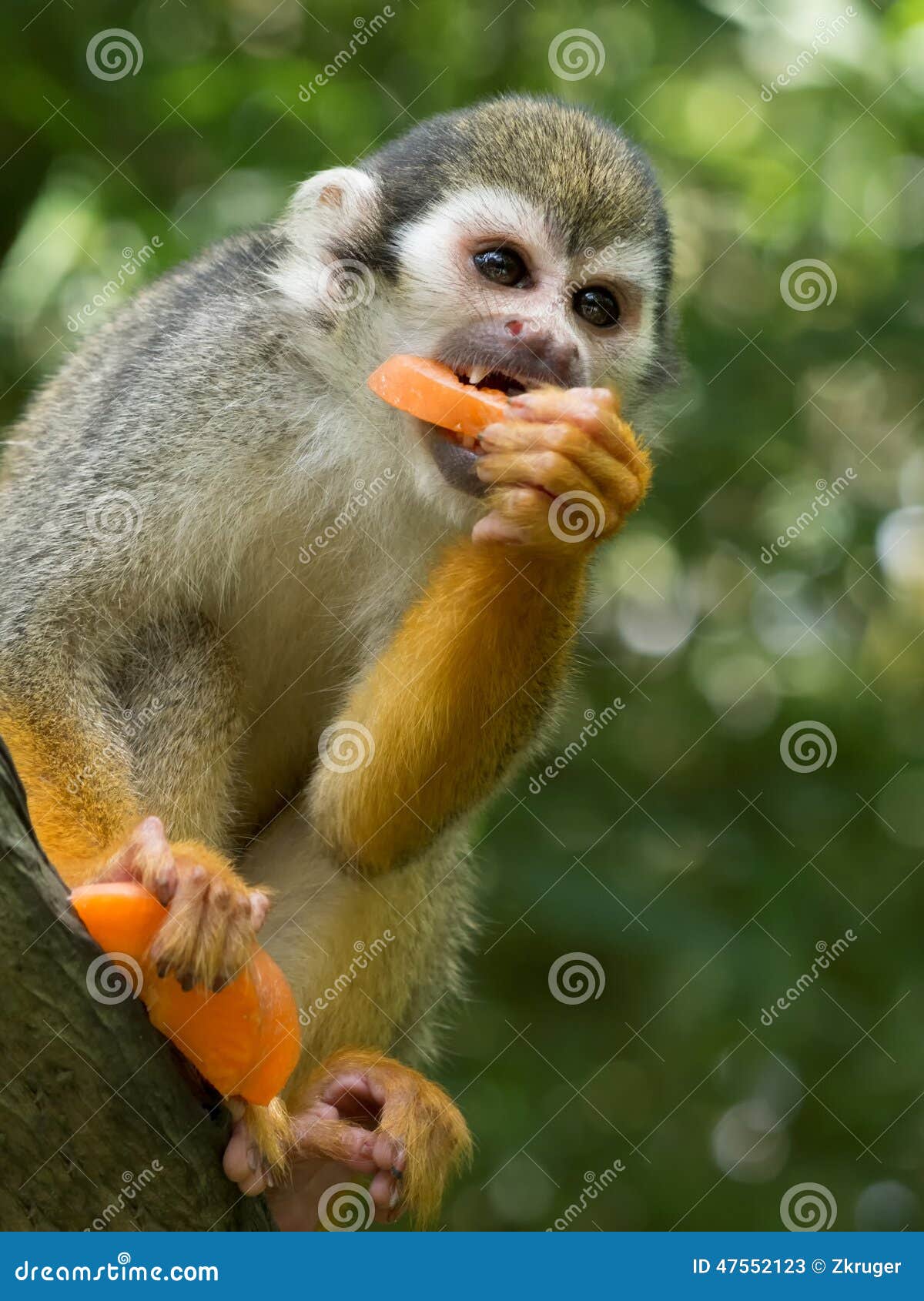 Squirrel monkey stock image. Image of monkey, nature - 47552123