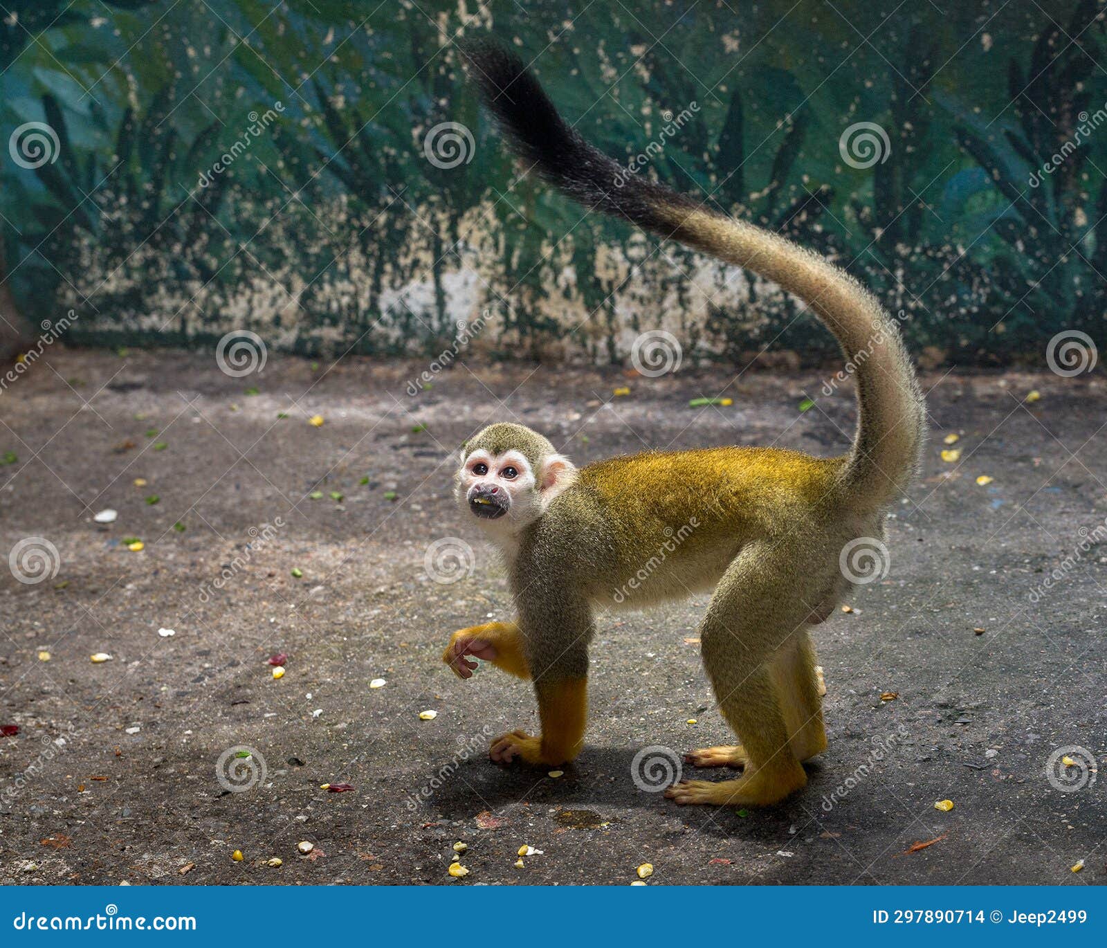 Monkey Is The Common Name For Animals In The Phylum That Have A ...