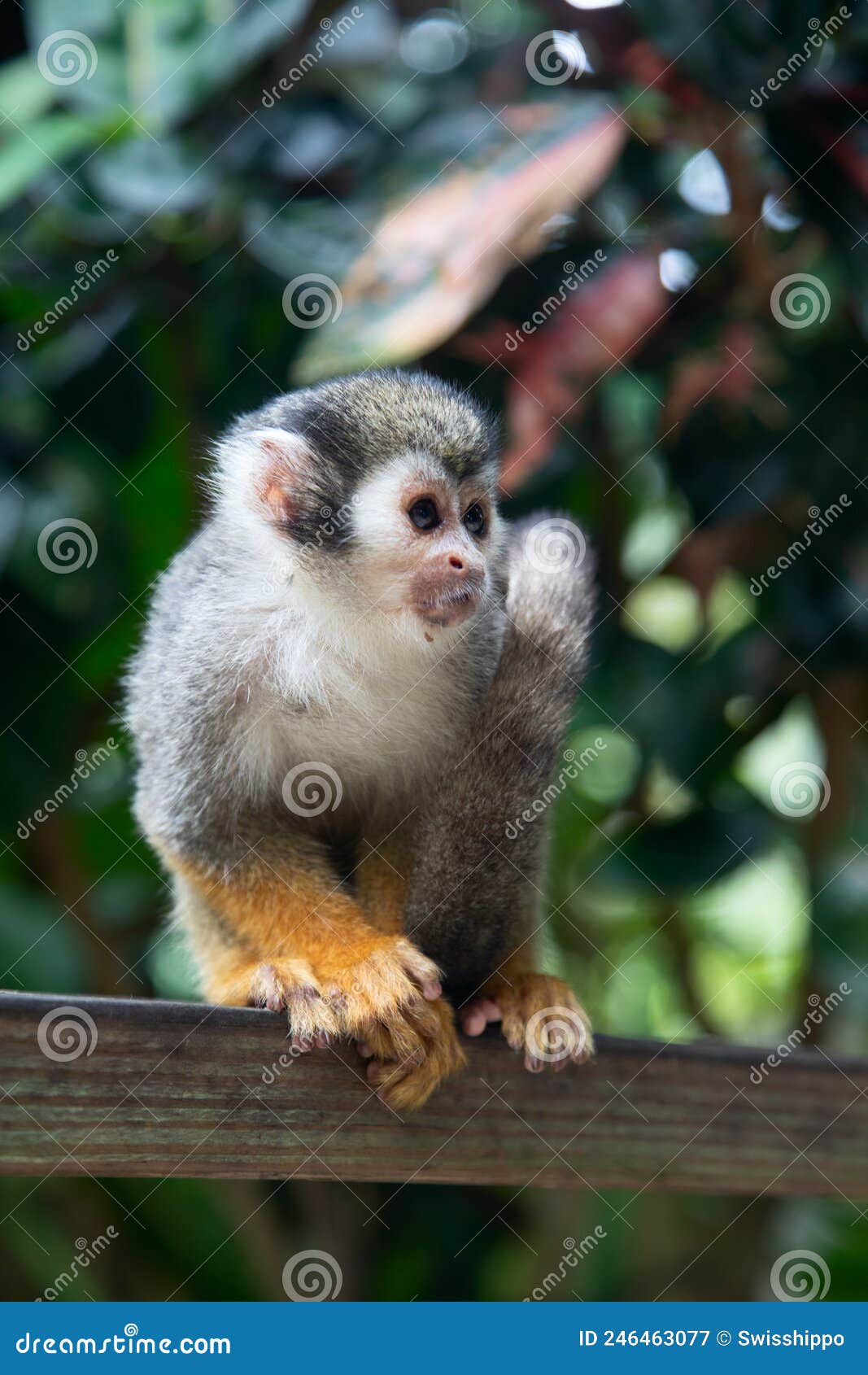 Squirrel monkey stock image. Image of branch, nature - 246463077