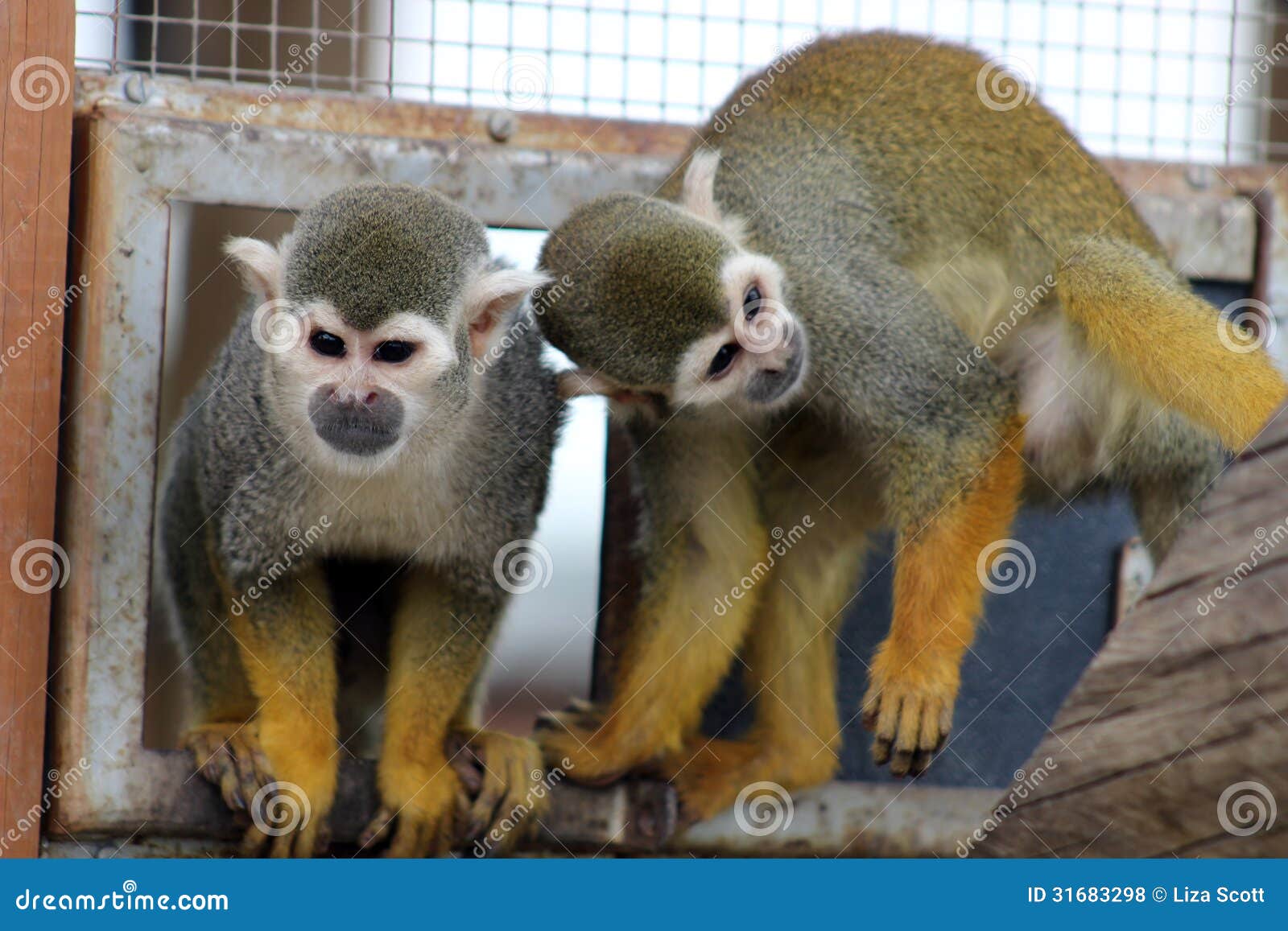 Squirrel monkey stock photo. Image of cute, color, playing - 31683298
