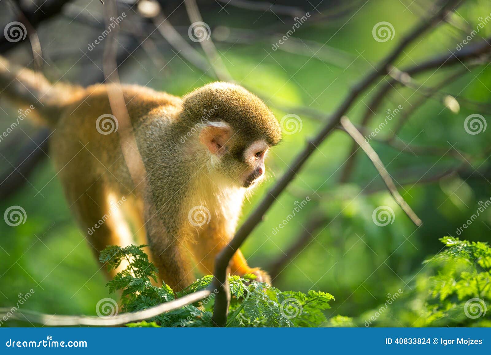 Squirrel monkey stock photo. Image of forest, nature - 40833824