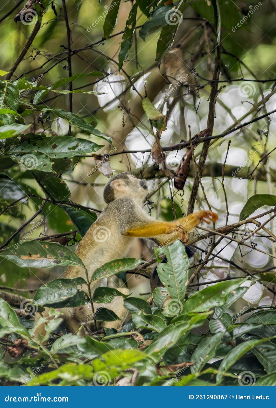Squirrel Monkey Climbing Up Trees in the Cuyabeno Amazon Rainforest ...