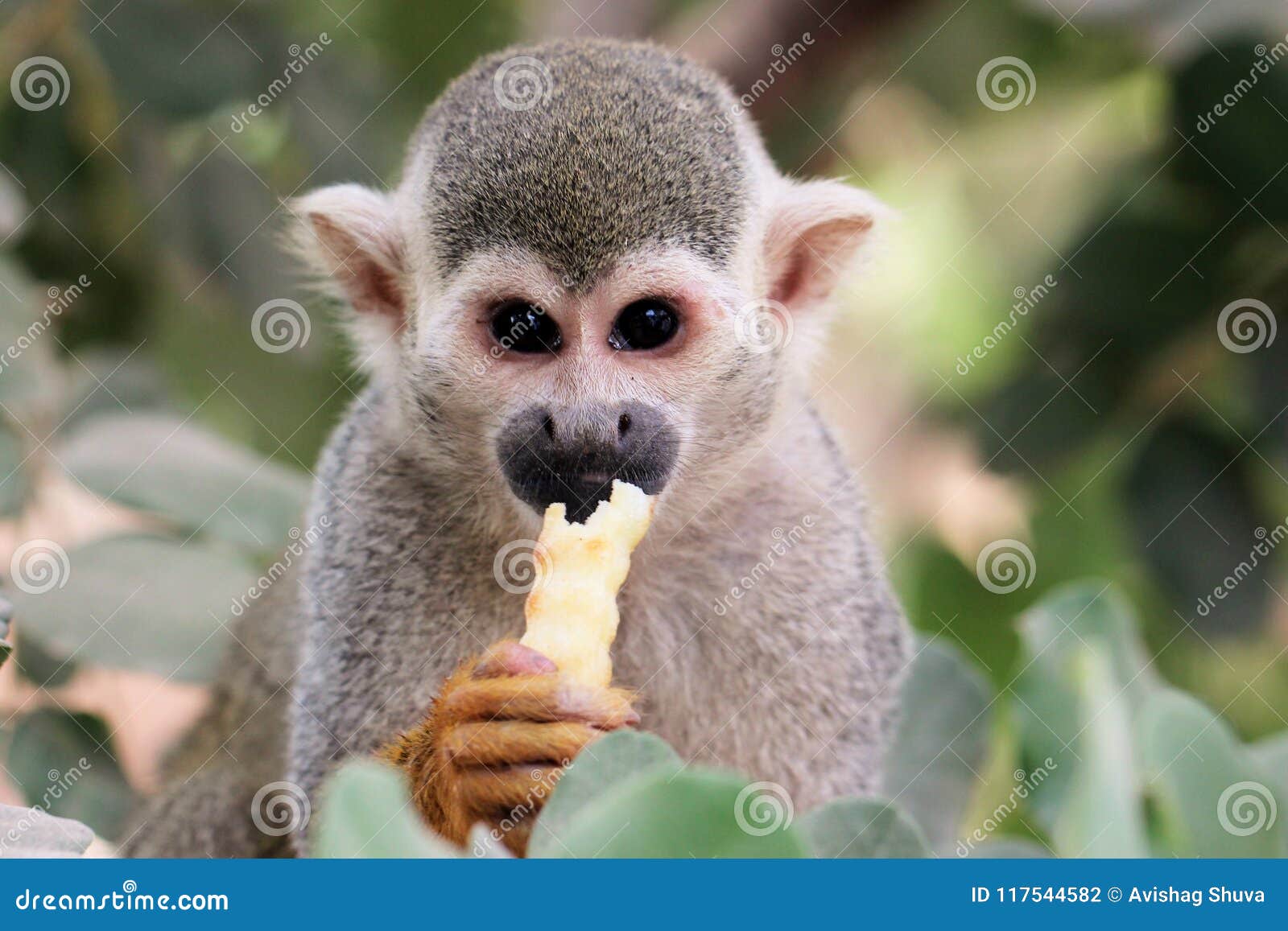 Squirrel Monkeys Eating