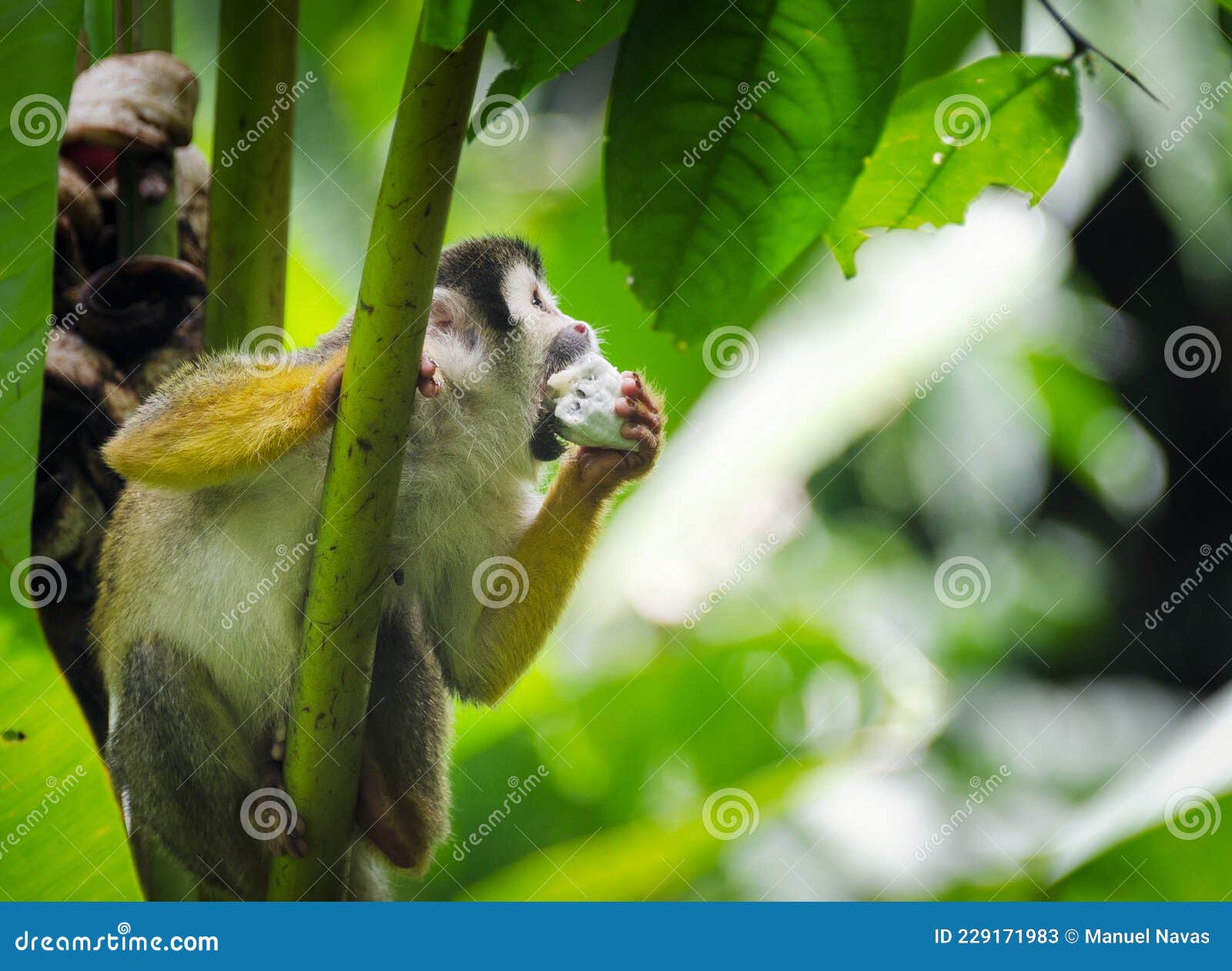 Squirrel Monkey Eating a Banana he is Sitting on a Tree Branch Stock ...
