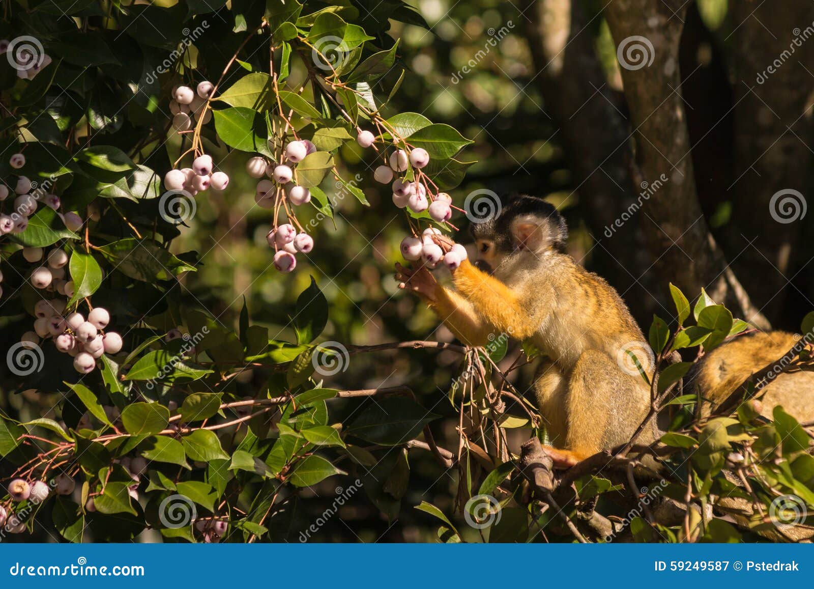 Squirrel Monkey Eating Berries Stock Image - Image of wildlife, curious ...