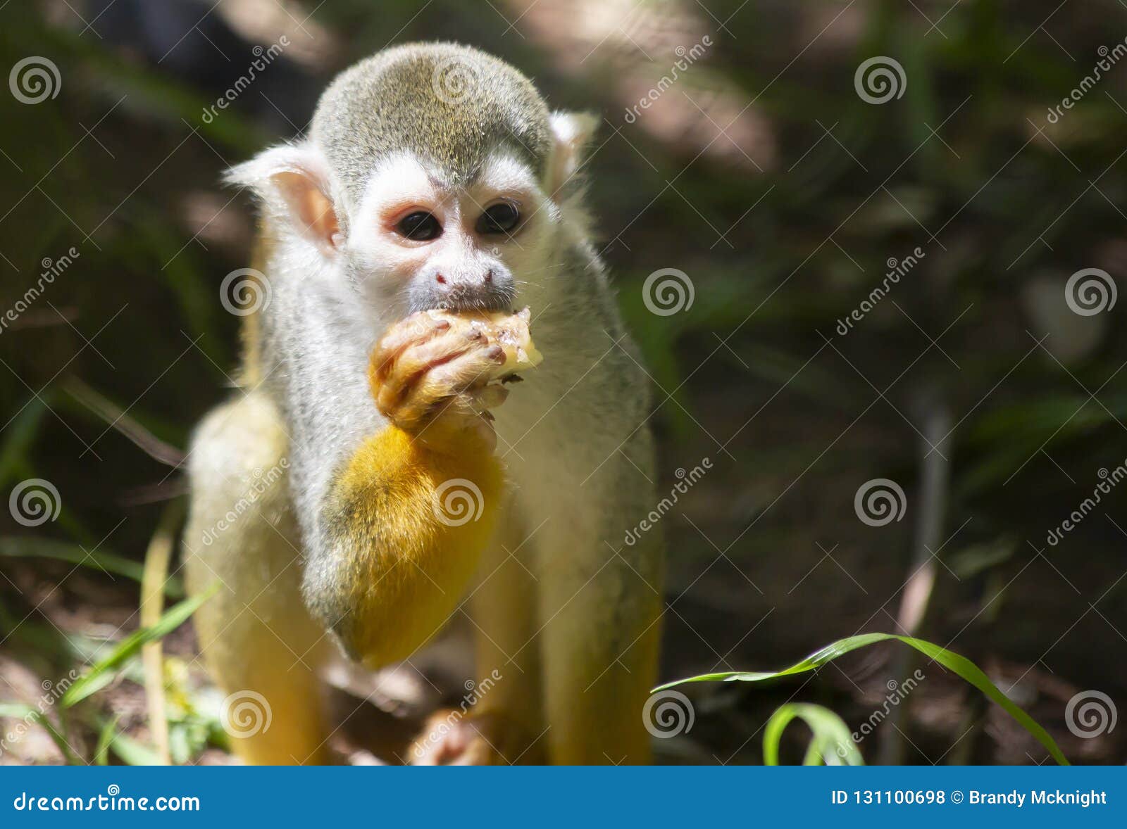 Squirrel Monkey Eating stock photo. Image of body, america - 131100698