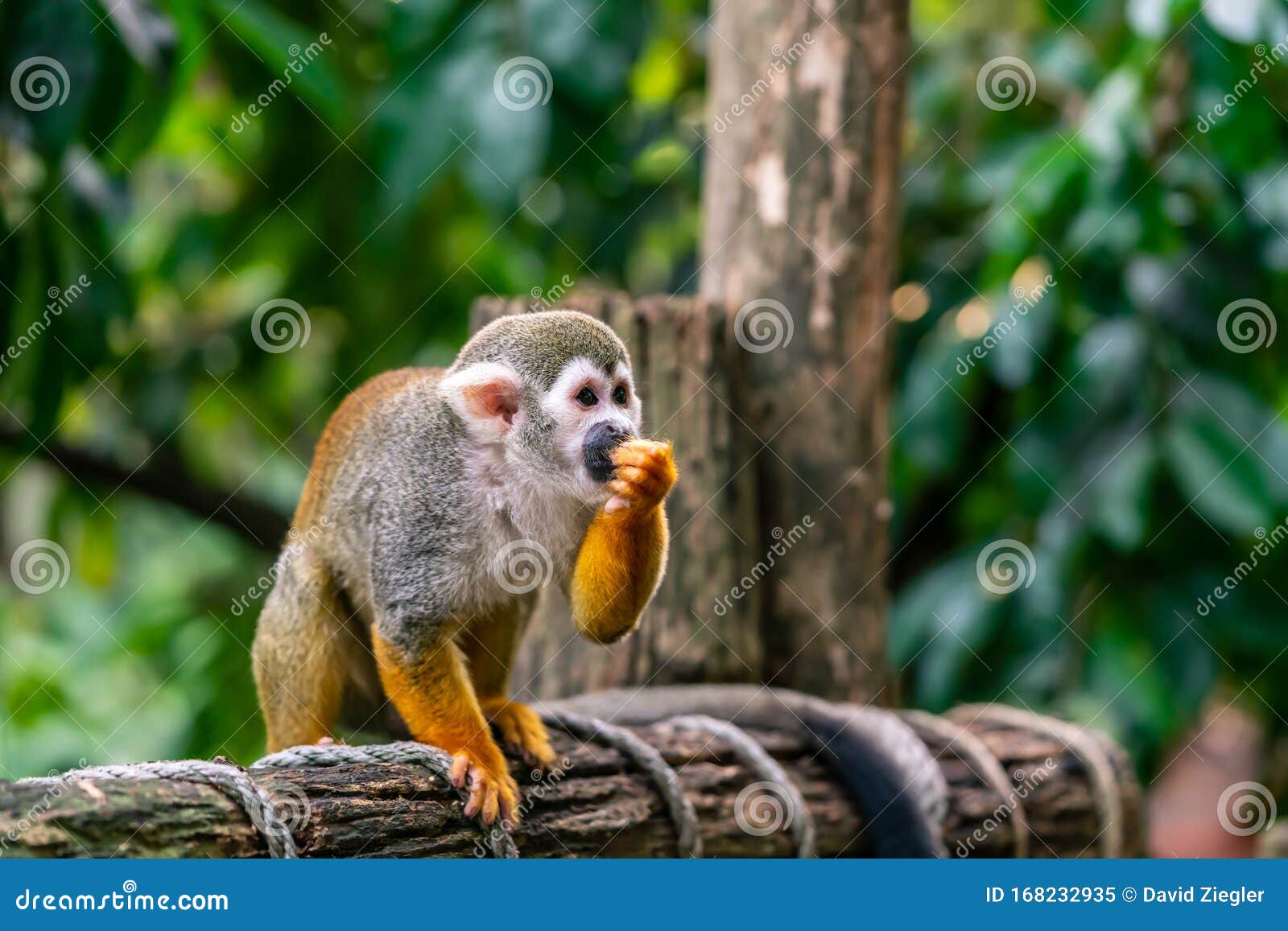 A Squirrel Monkey while Eating Stock Image - Image of looking, sitting ...