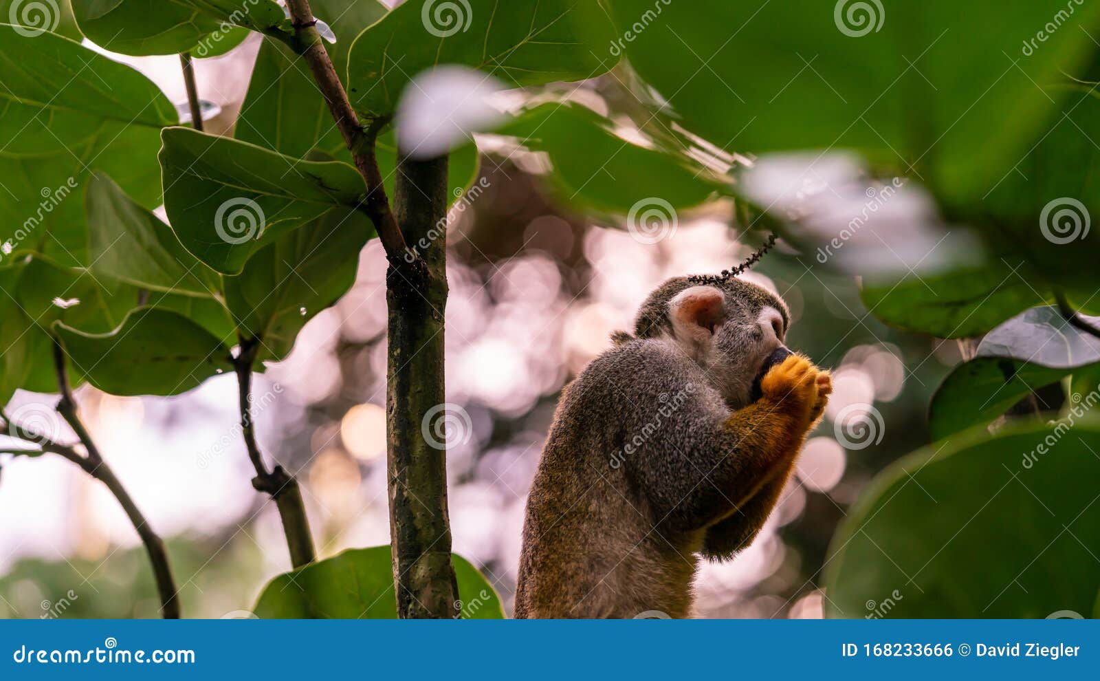 A Squirrel Monkey while Eating Stock Photo - Image of mammals, tree ...