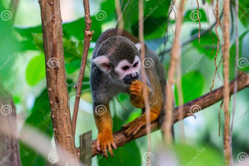 A Squirrel Monkey while Eating Stock Photo - Image of funny, wild ...