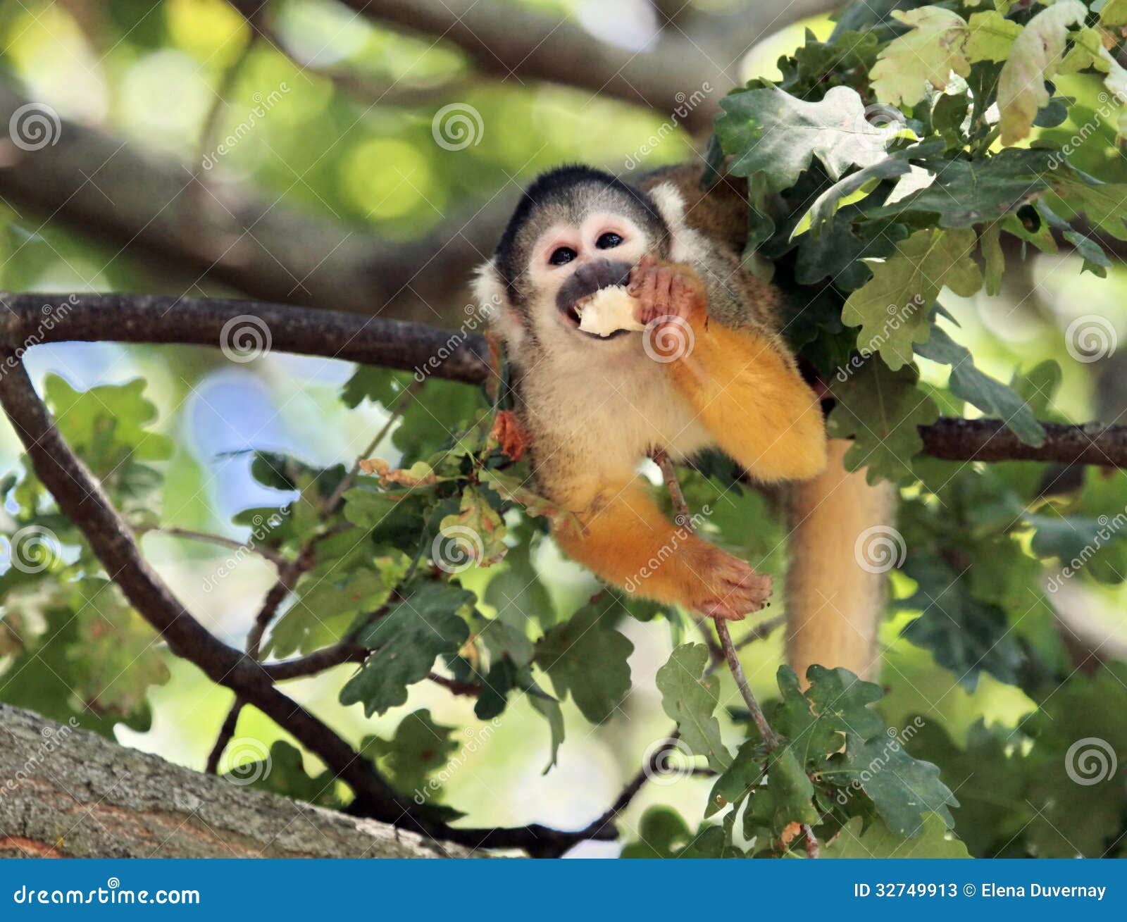Squirrel monkey eating stock image. Image of lounging - 32749913