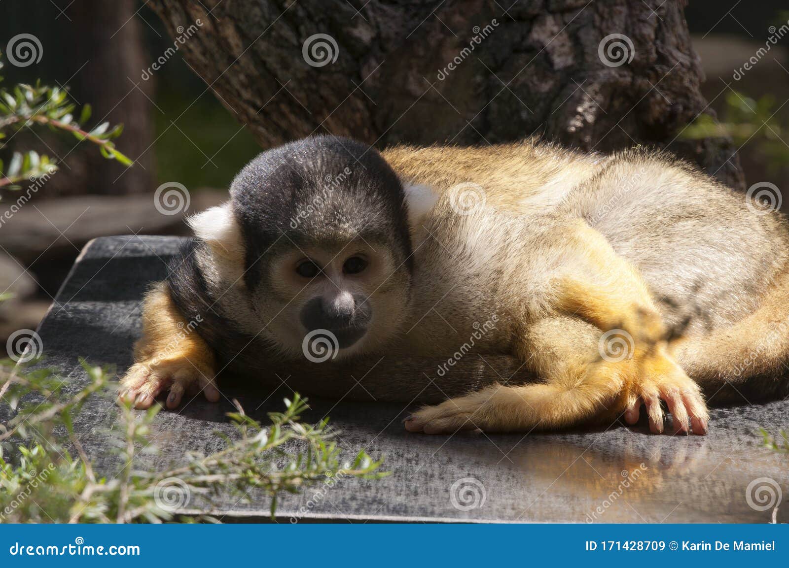 Squirrel Monkey Edging Across Bench Top Stock Image - Image of edging ...