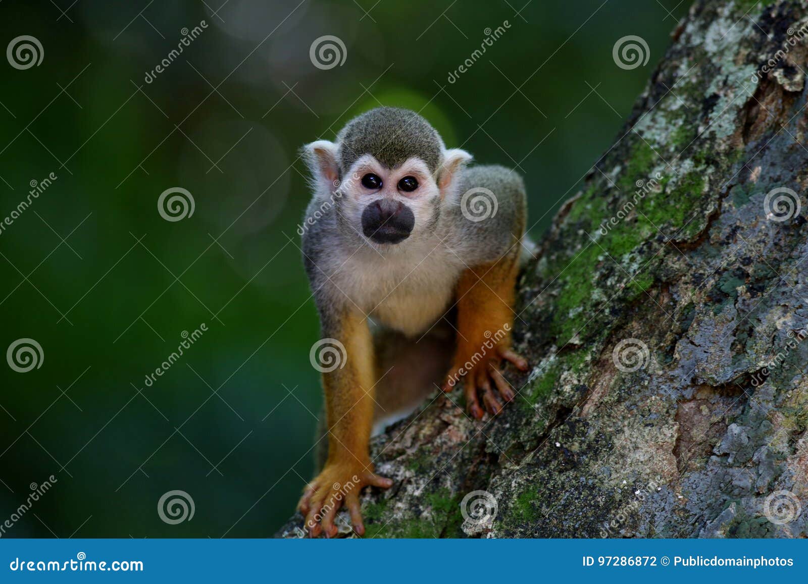 Squirrel Monkey, Fauna, Mammal, New World Monkey Picture. Image: 97286872