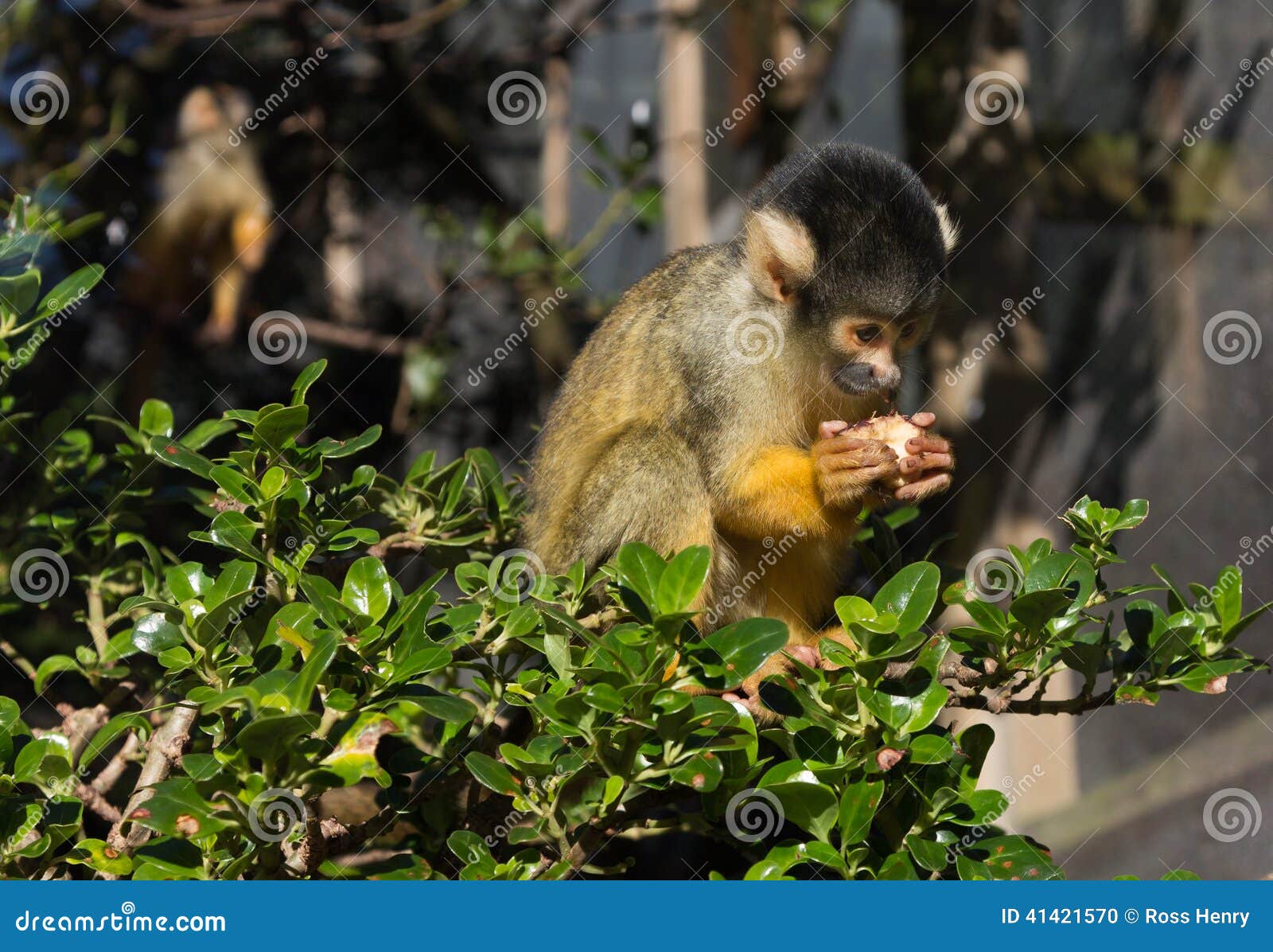 Squirrel Monkey Feeding stock photo. Image of squirrel - 41421570