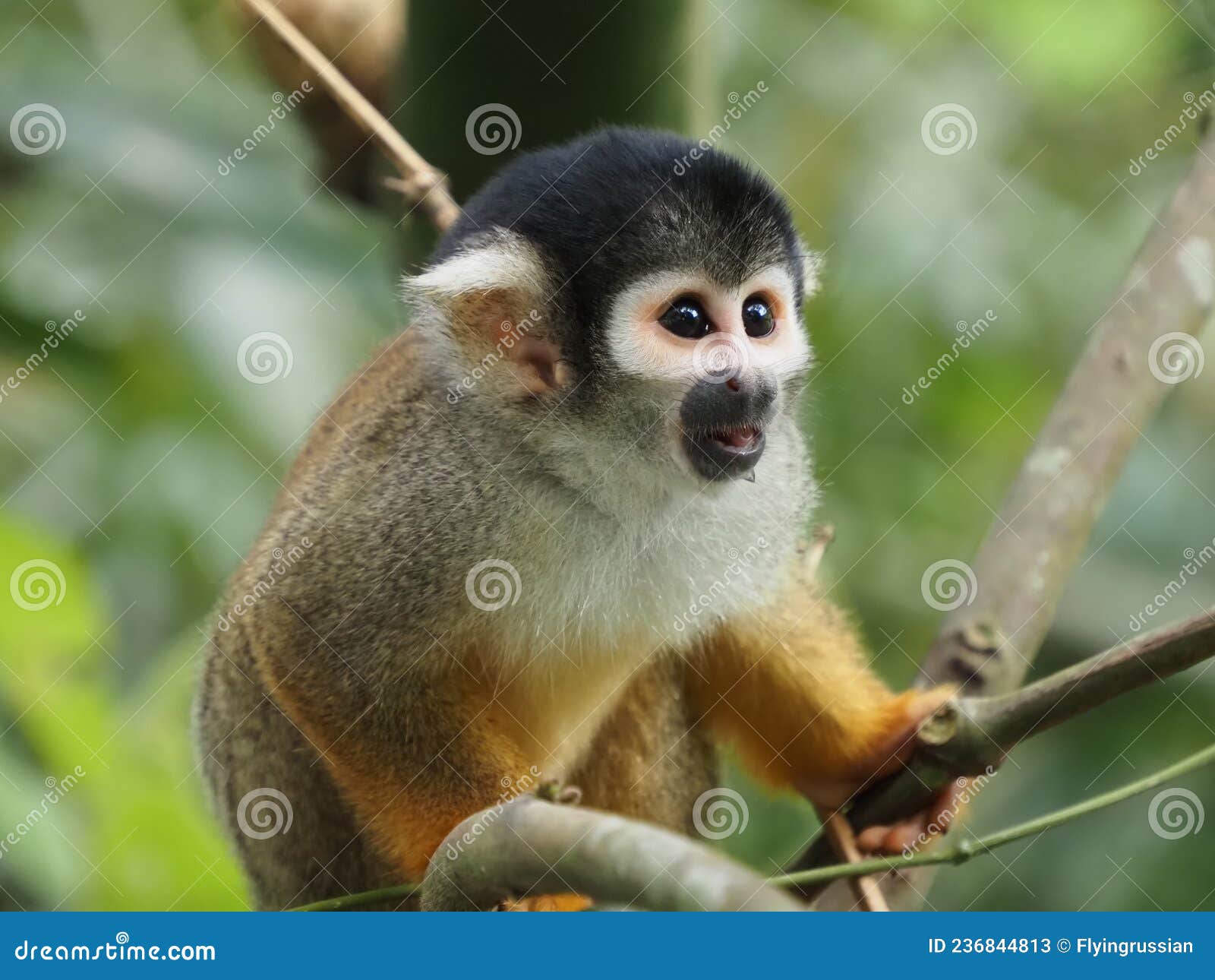 Squirrel Monkey Genus Saimiri Close-up in the Amazon Jungle, Peru Stock ...