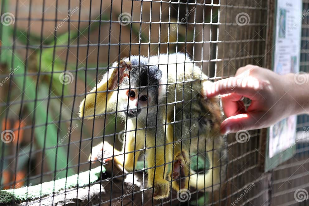 A Squirrel Monkey Getting Its Back Scratched at a Zoo Stock Photo ...