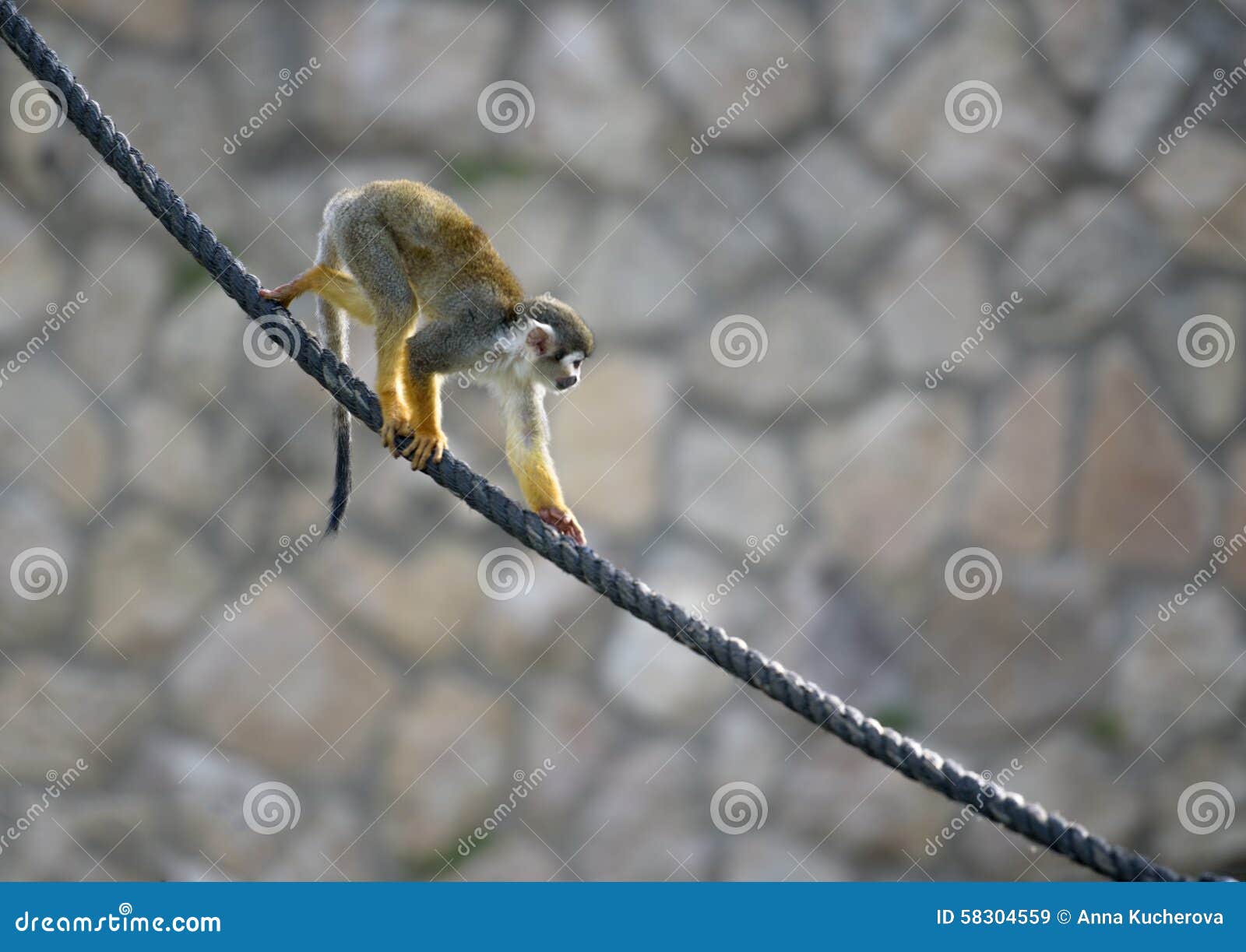 Squirrel Monkey Going Down a Rope Stock Image - Image of climbing ...