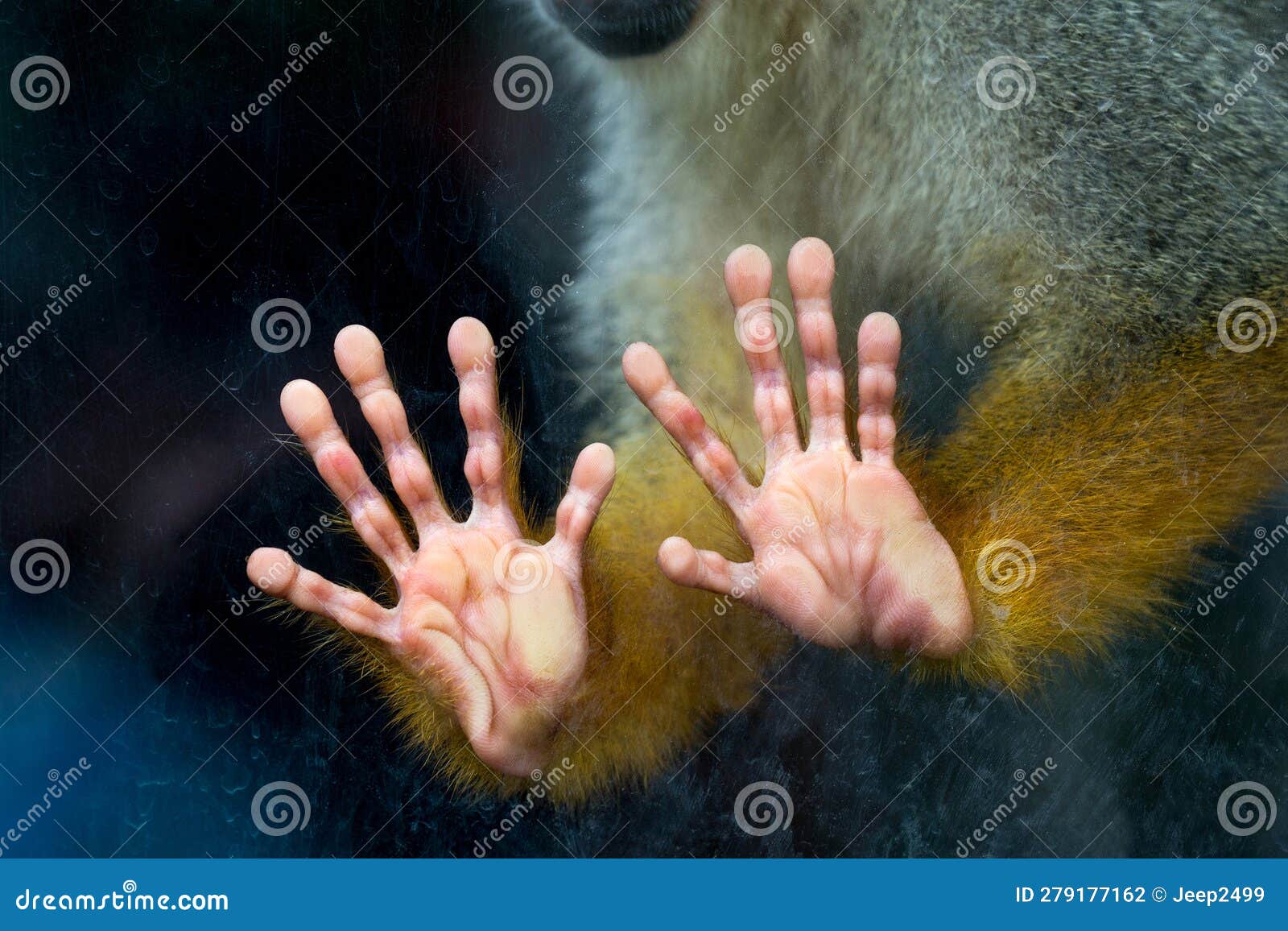 Squirrel monkey hand. stock photo. Image of mammal, sciureus - 279177162