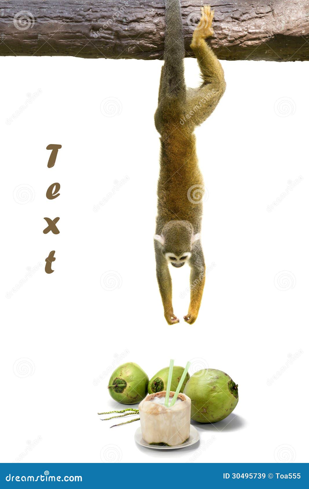 Monkey Hanging In A Tree Stock Photography | CartoonDealer.com #901664