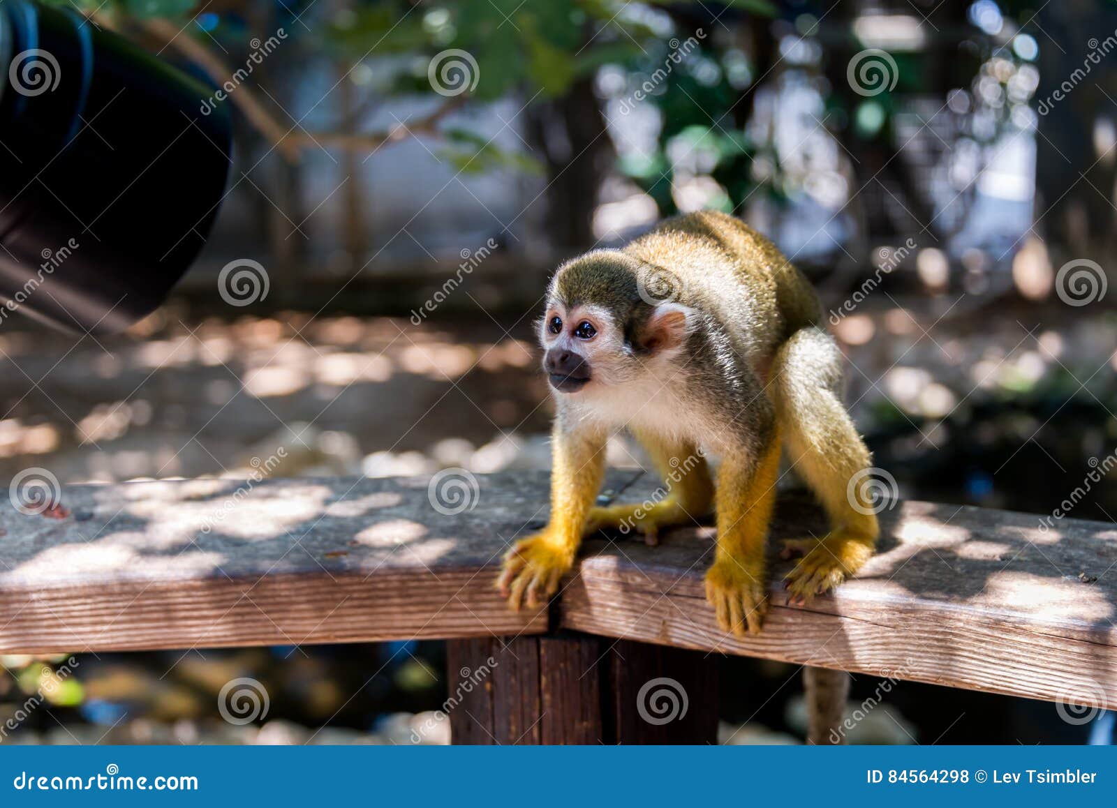 Squirrel Monkey at Hay Park in Kiryat Motzkin, Israel Editorial Stock ...
