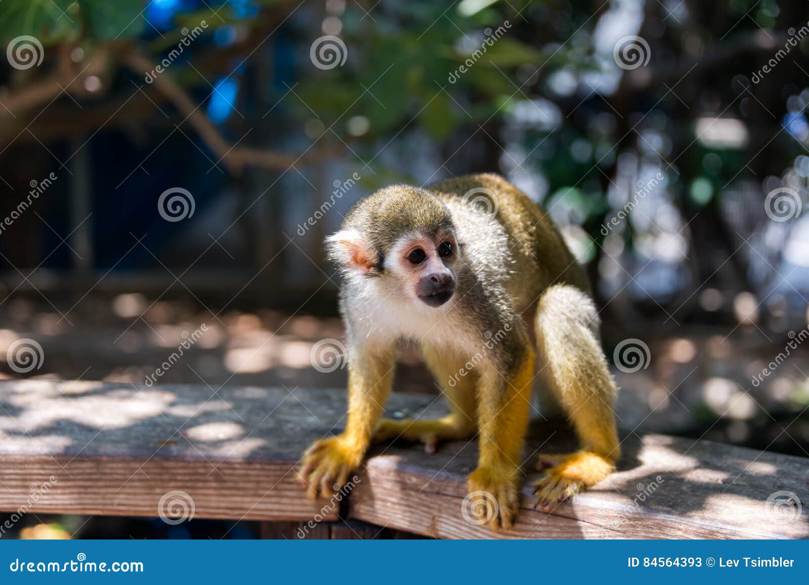 Squirrel Monkey at Hay Park in Kiryat Motzkin, Israel Editorial Stock ...