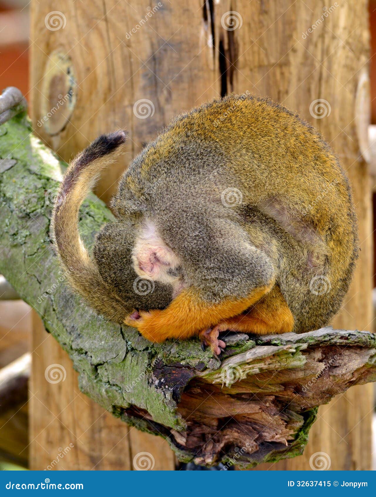 Squirrel Monkey Hiding stock image. Image of jungle, endangered - 32637415