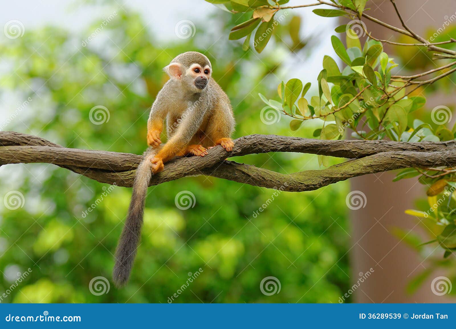 Squirrel monkey stock image. Image of habitat, wild, monkey - 36289539