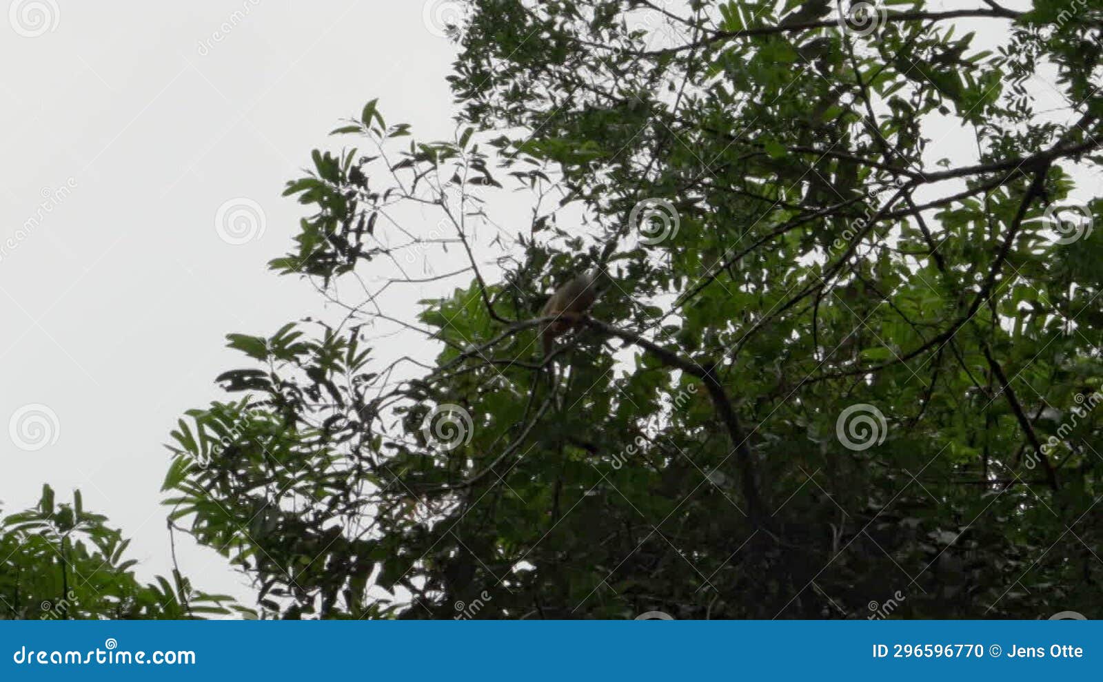 Squirrel Monkey Jumping through Canopy of the Rainforest Stock Footage ...
