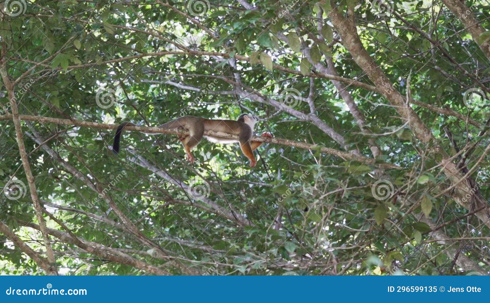 Squirrel Monkey Jumping through Canopy of the Rainforest Stock Video ...