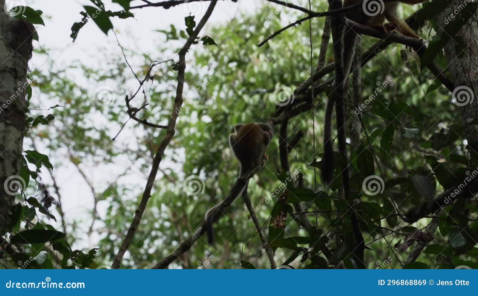 Squirrel Monkey Jumping through Canopy of the Rainforest Stock Video ...