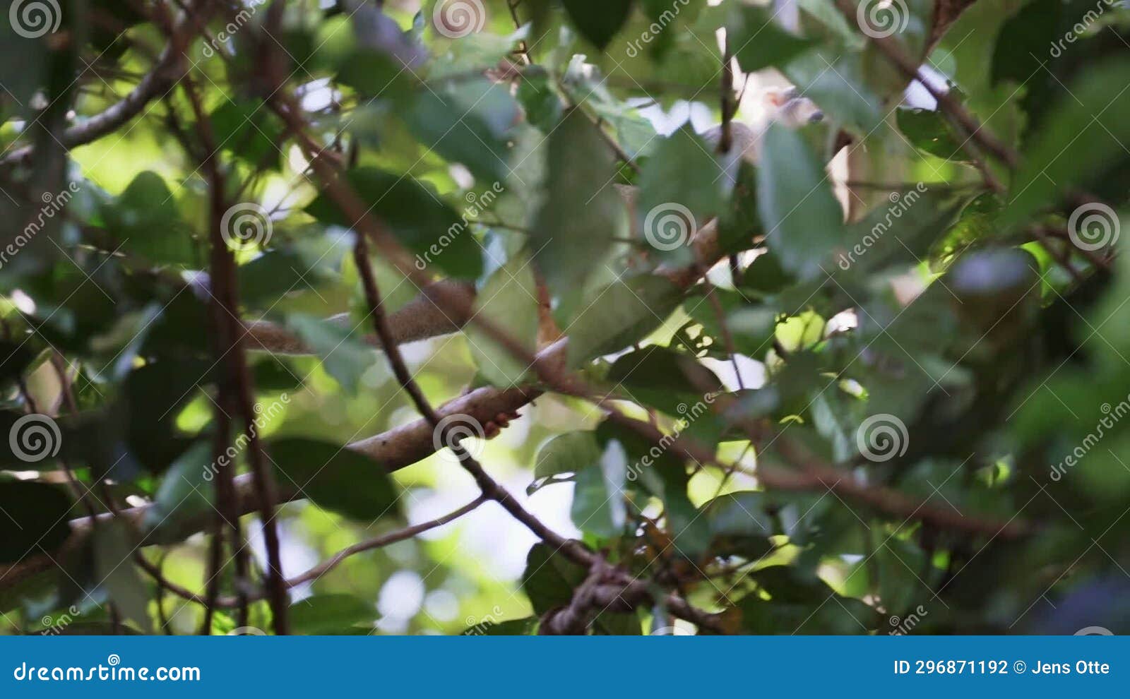 Squirrel Monkey Jumping through Canopy of the Rainforest Stock Footage ...