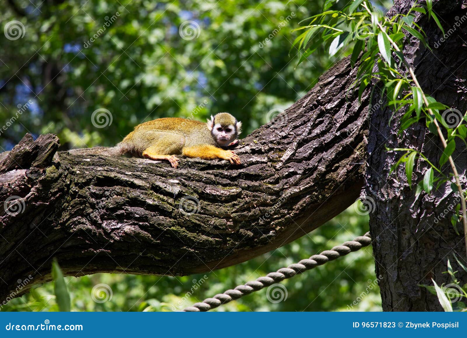Squirrel Monkey stock image. Image of forest, park, rain - 96571823