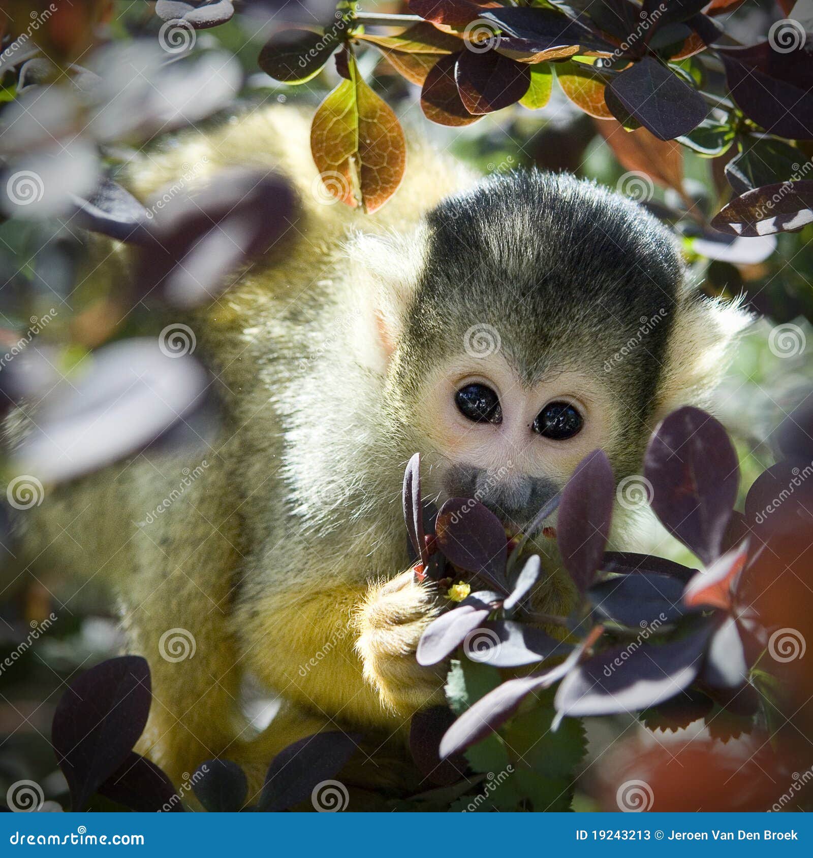Squirrel Monkey Looking in Camera Stock Image - Image of portrait ...