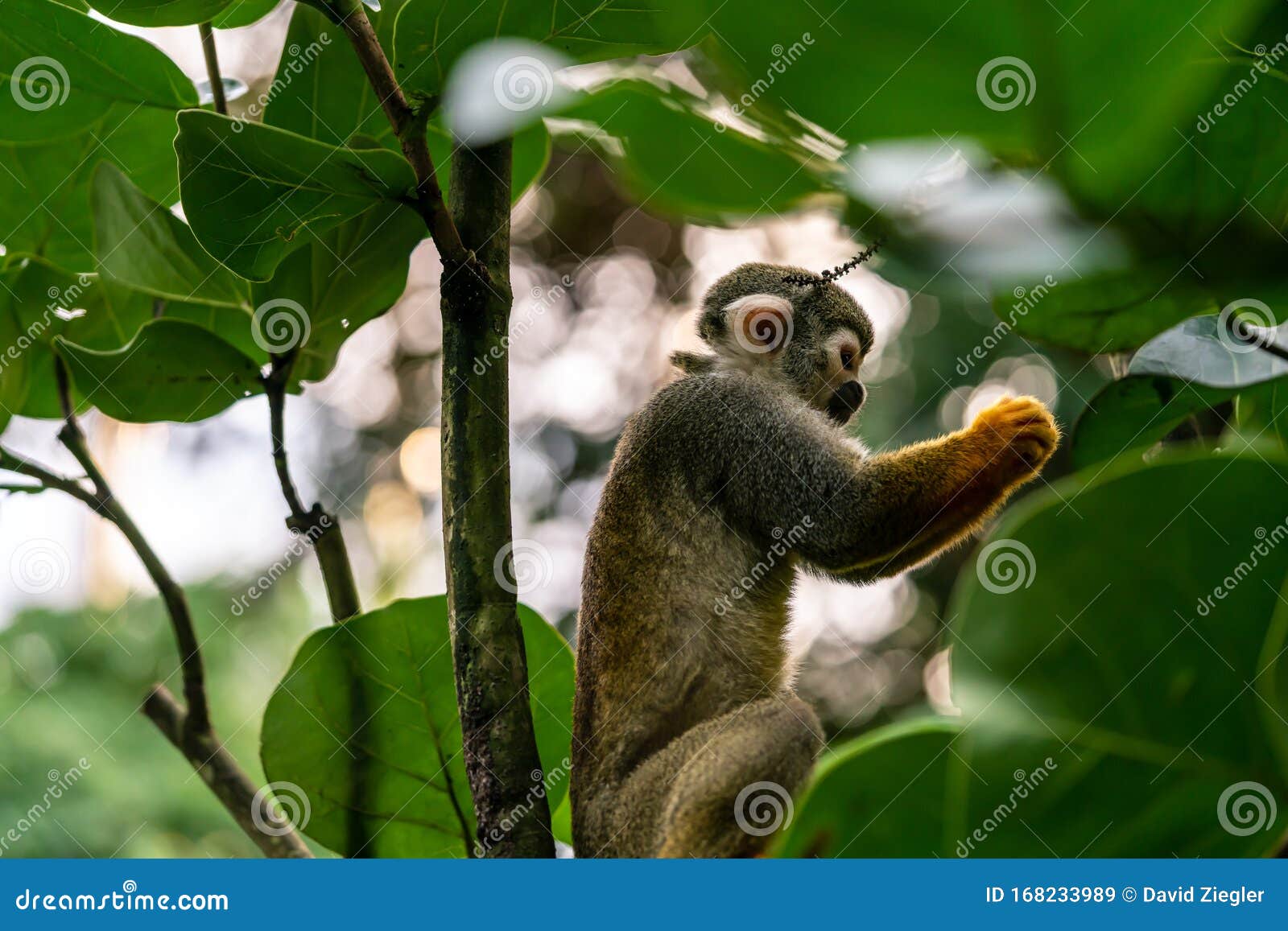 A Squirrel Monkey while Eating Stock Image - Image of mammal, nature ...