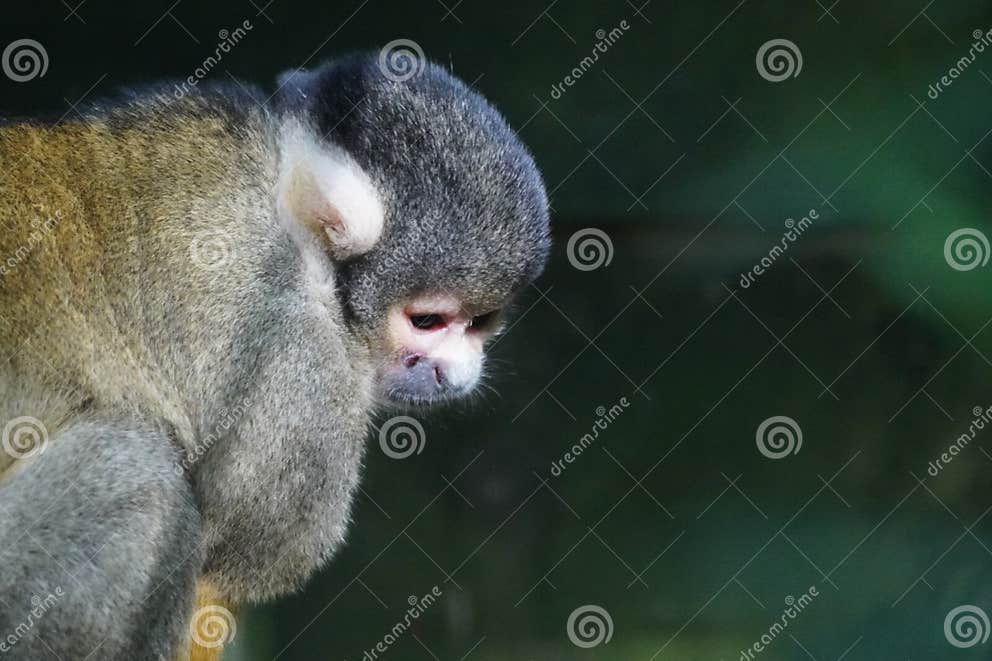Squirrel Monkey Looking Out Stock Photo - Image of face, primates ...