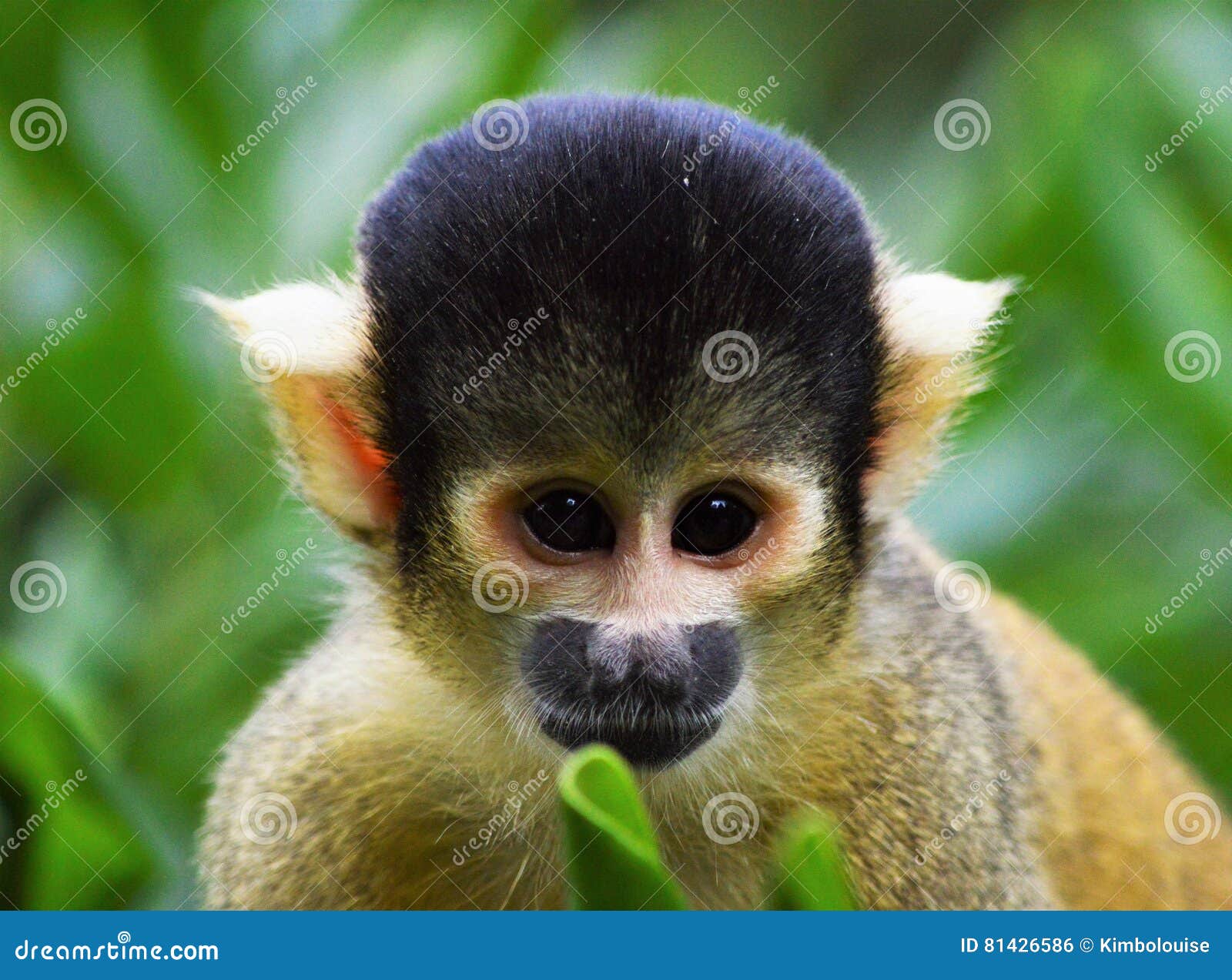 Squirrel Monkey stock photo. Image of eyes, thoughtful - 81426586