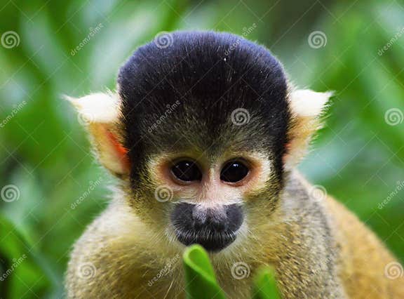 Squirrel Monkey stock photo. Image of eyes, thoughtful - 81426586