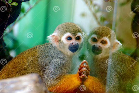 Squirrel Monkey stock photo. Image of close, window, central - 58336782