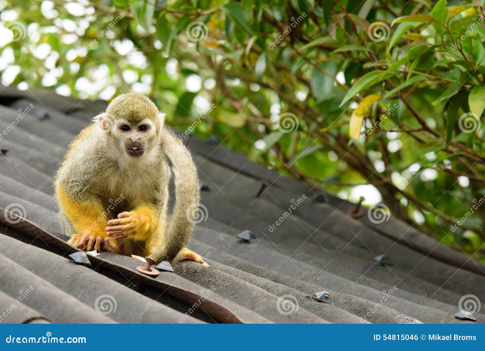 Squirrel Monkey Looking at You Stock Photo - Image of animal, sciureus ...