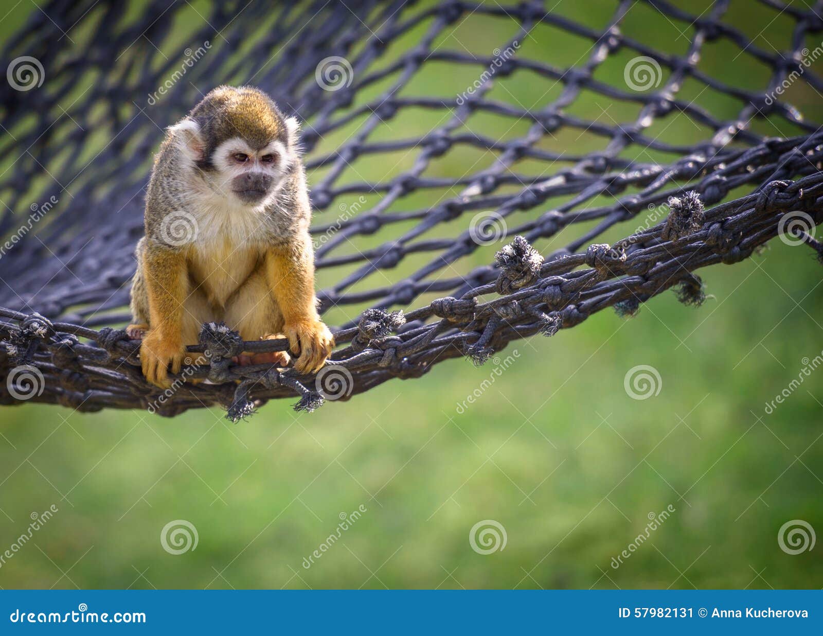 Squirrel monkey on a net stock image. Image of rope, squirrel - 57982131
