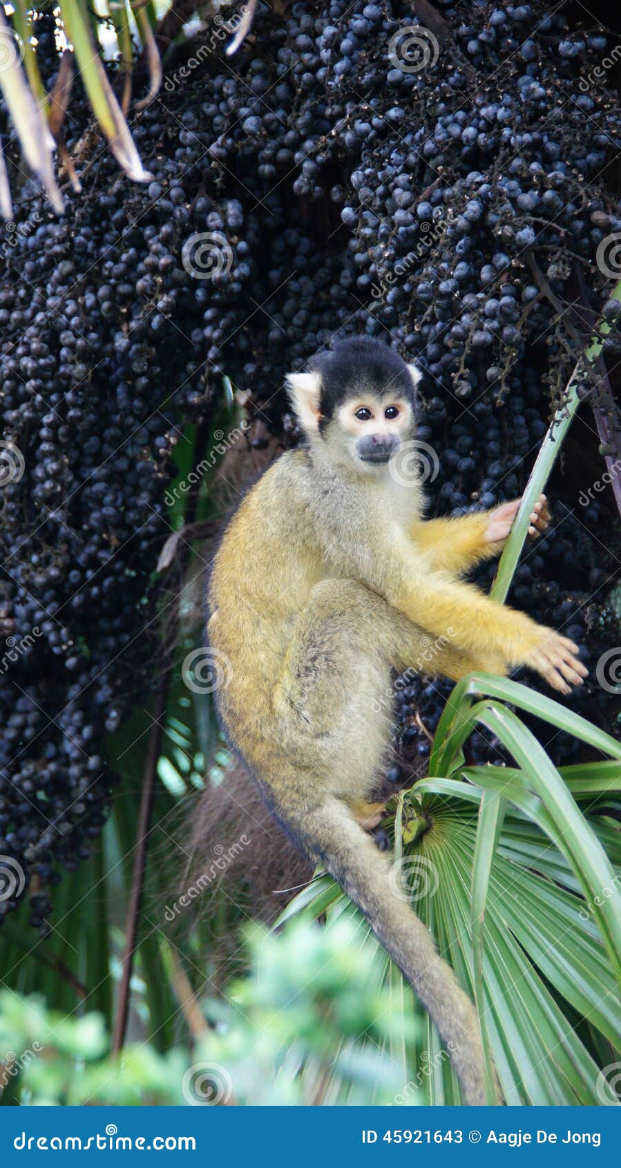 Monkey On Palm Tree. Green Wildlife Of Costa Rica. Black-handed Spider ...